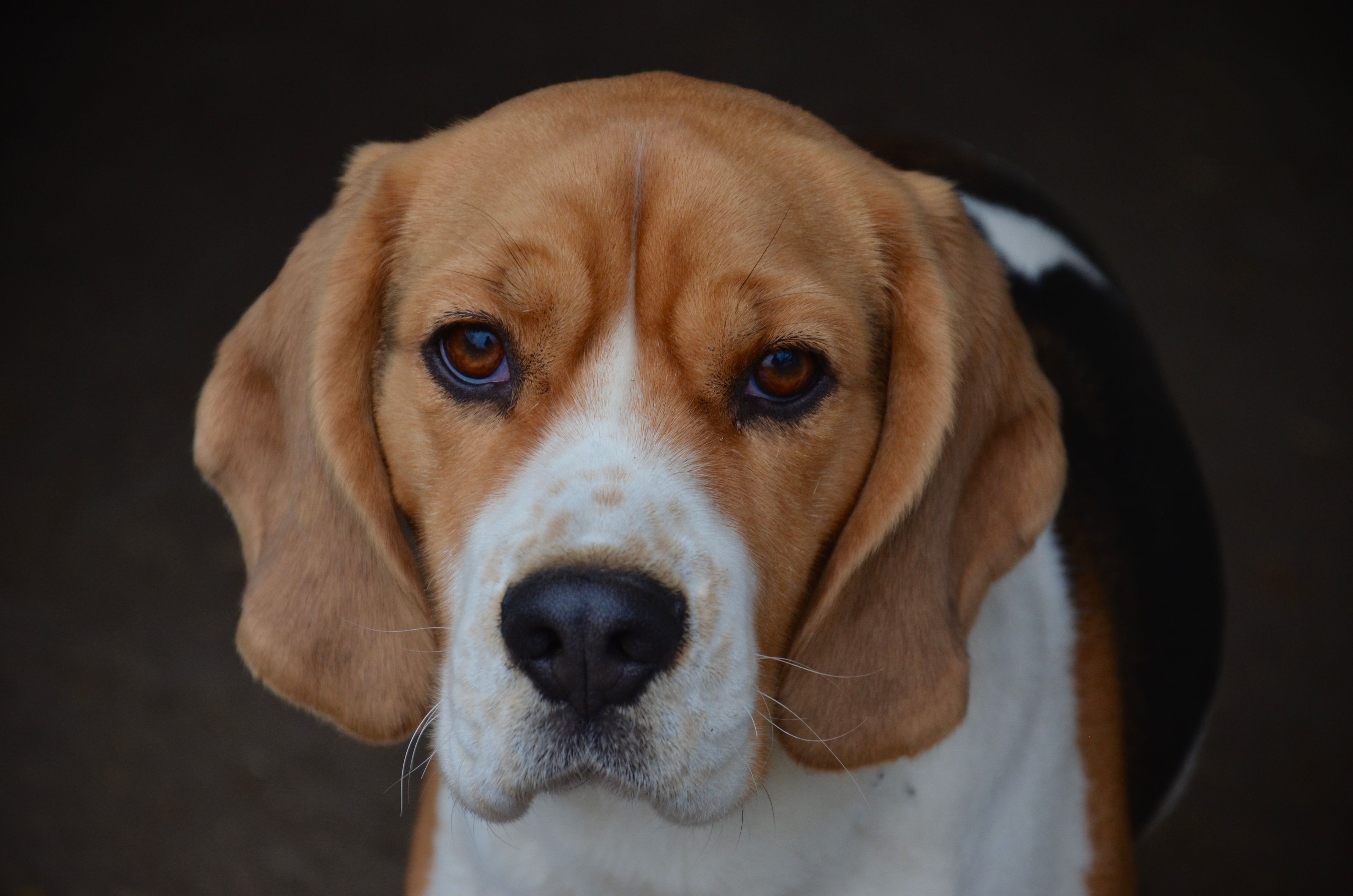 Selective Close Up Photography of Brow Dog Looking Up · Free Stock Photo