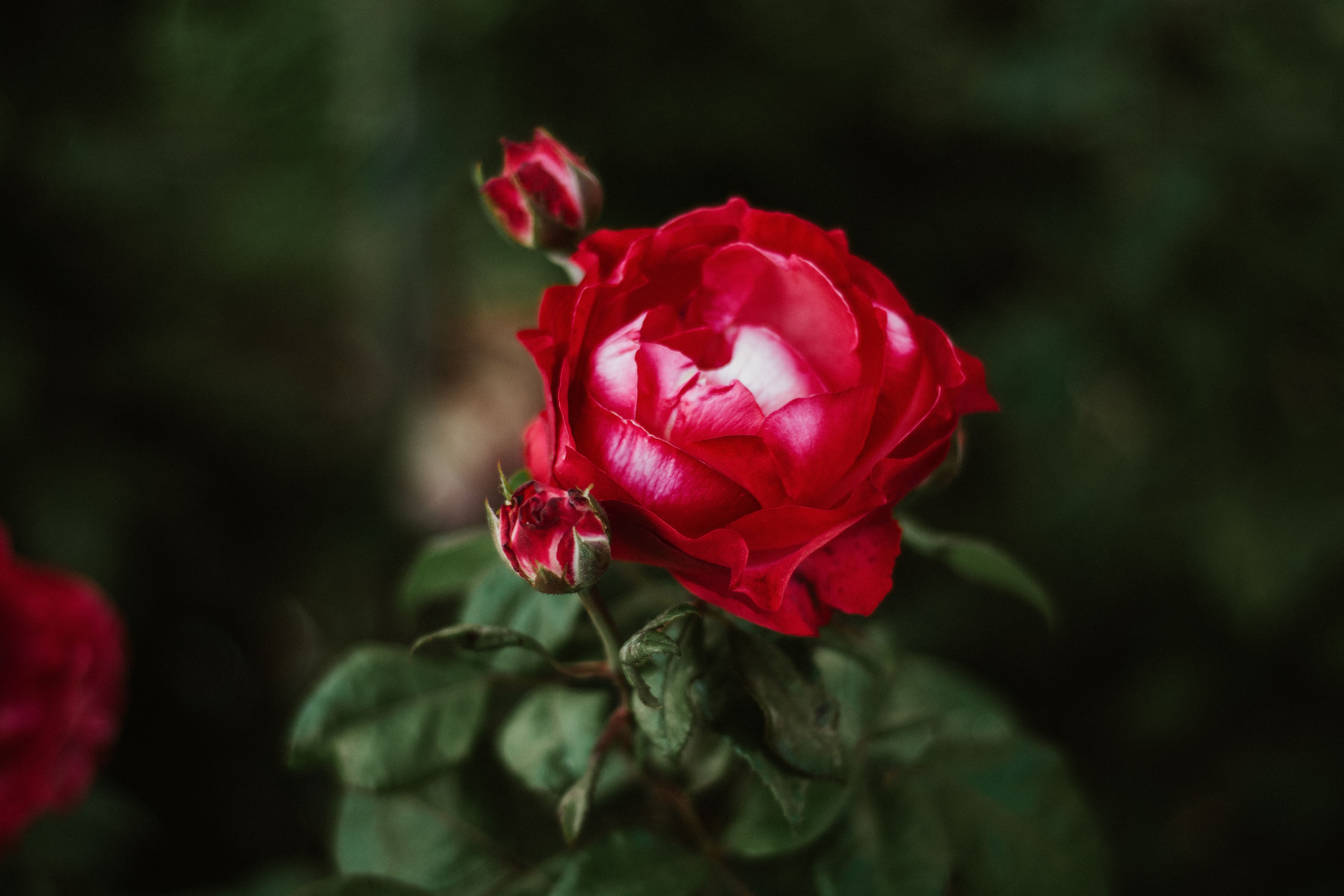 Close-up of Vibrant Red Rose in Bloom · Free Stock Photo
