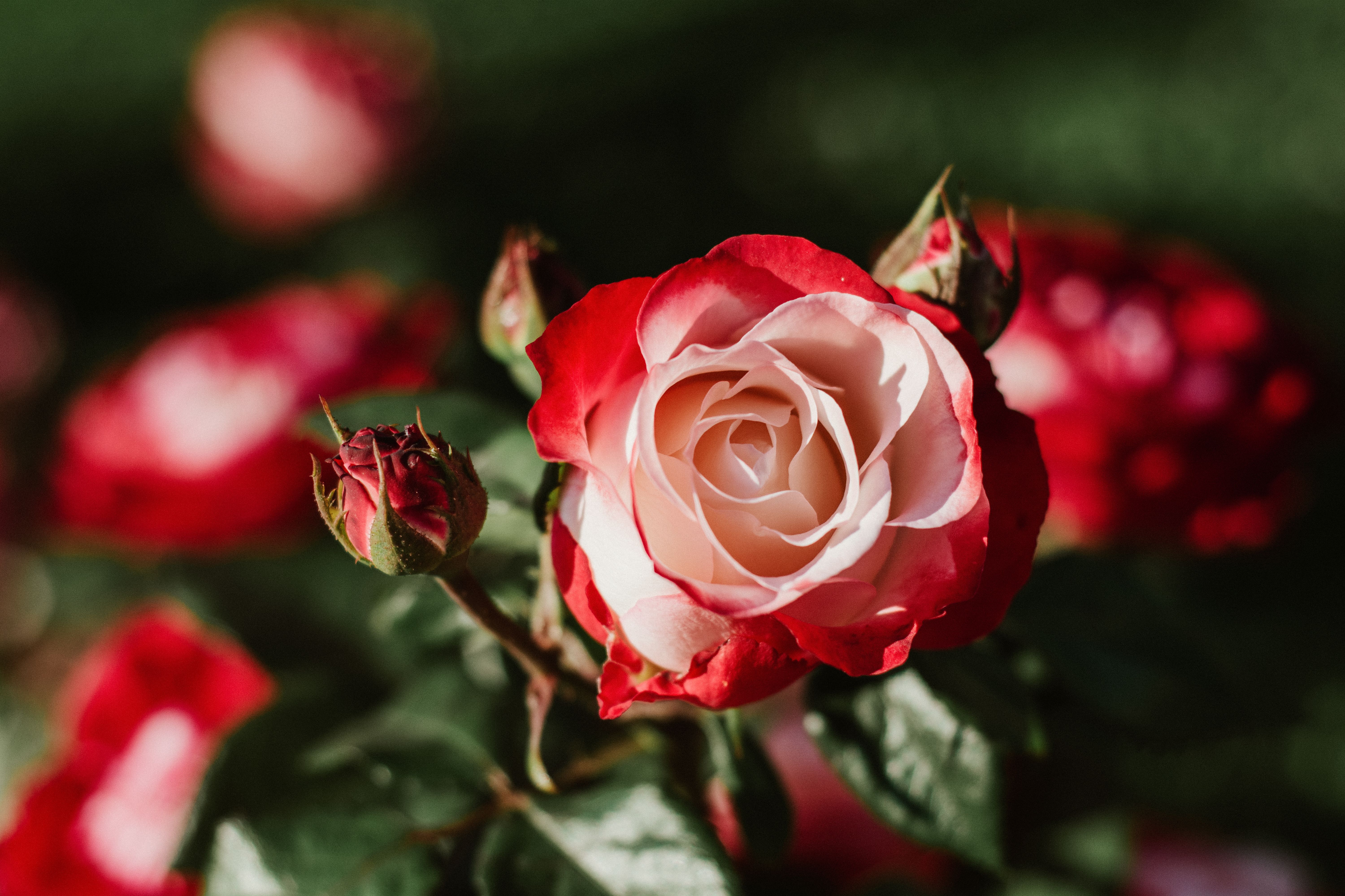 Close-Up of a Red and White Rose in Bloom · Free Stock Photo