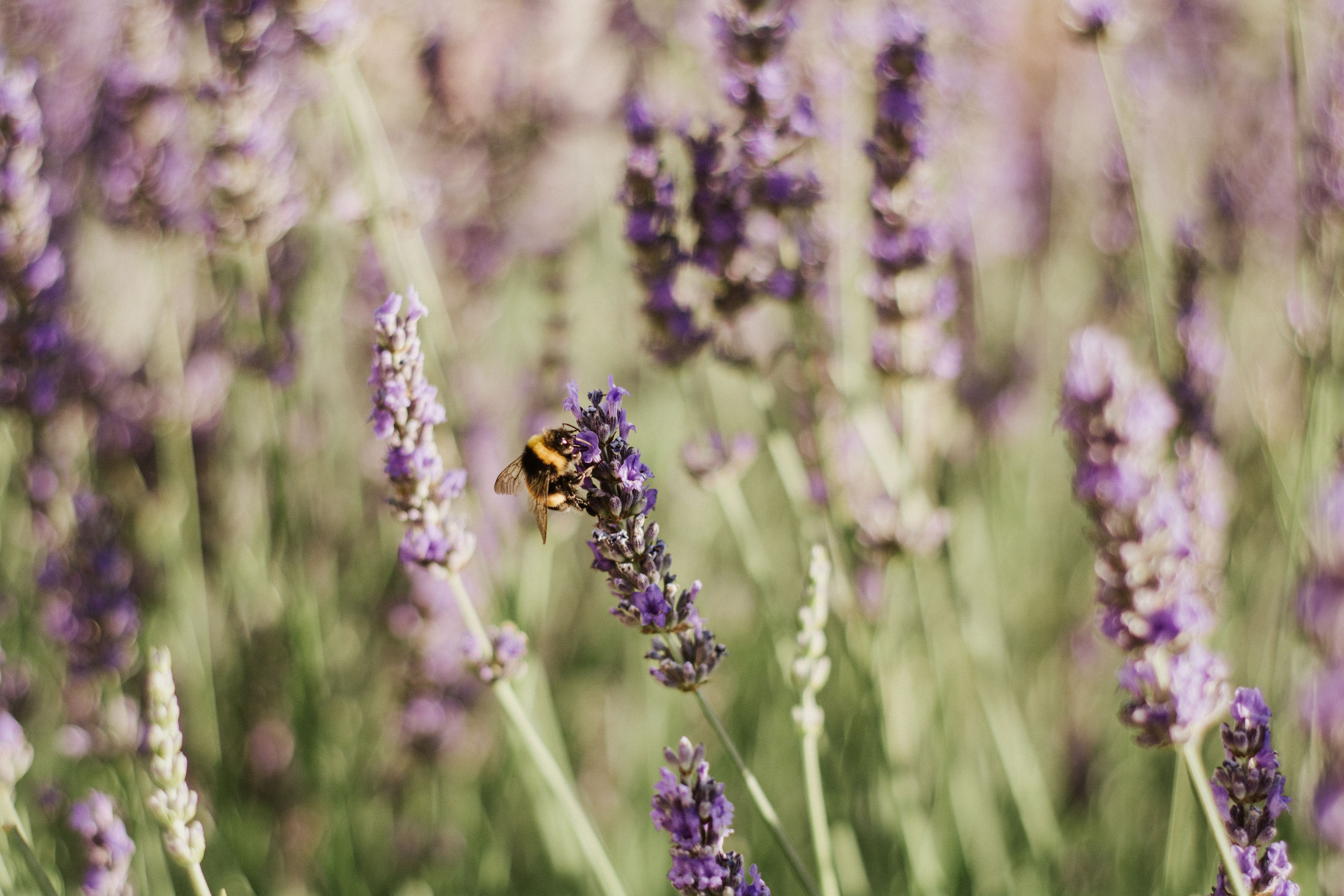 Blooming lavender growing in peaceful summer nature · Free Stock Photo