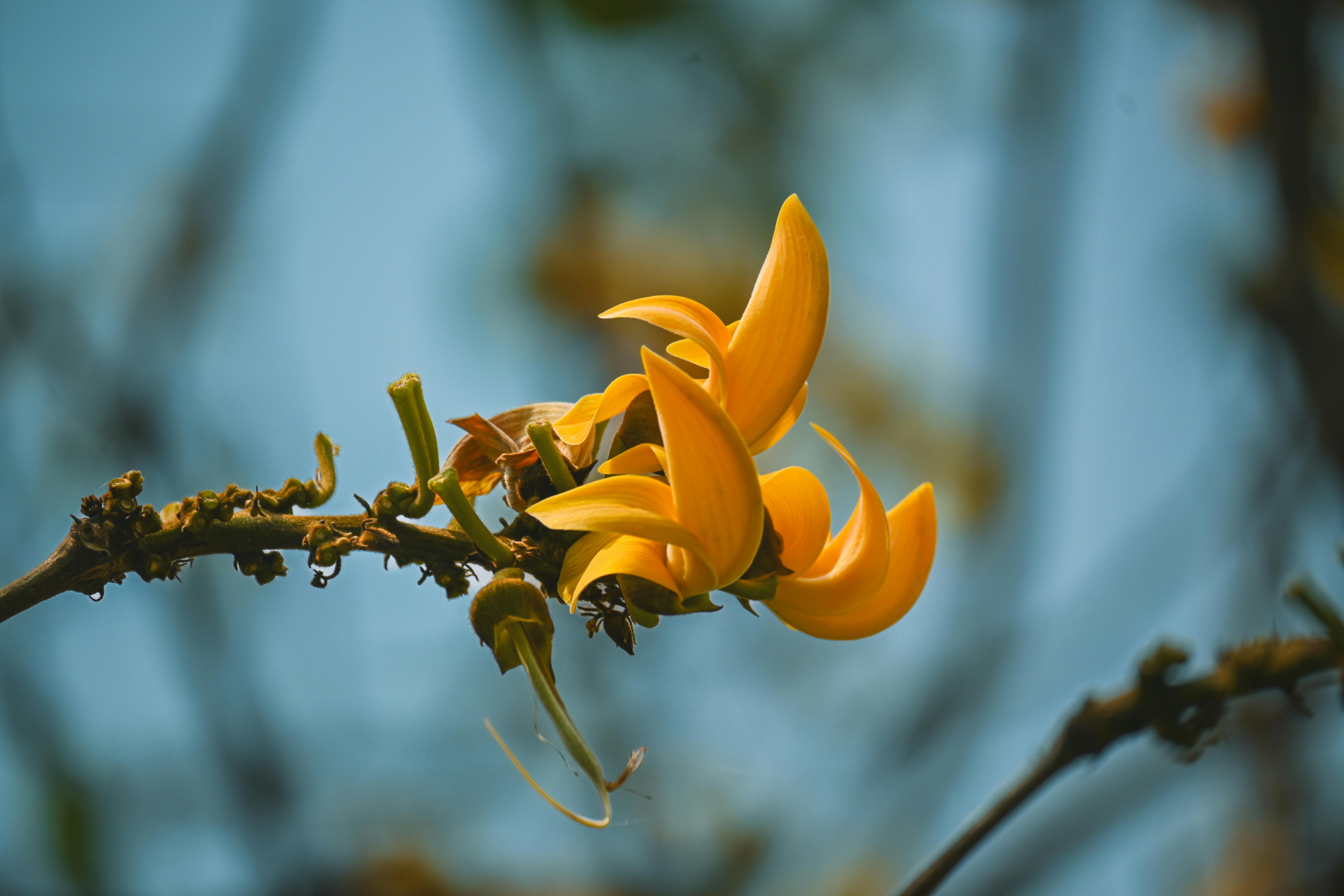 Close-up of Yellow Palash Flower in Bloom · Free Stock Photo