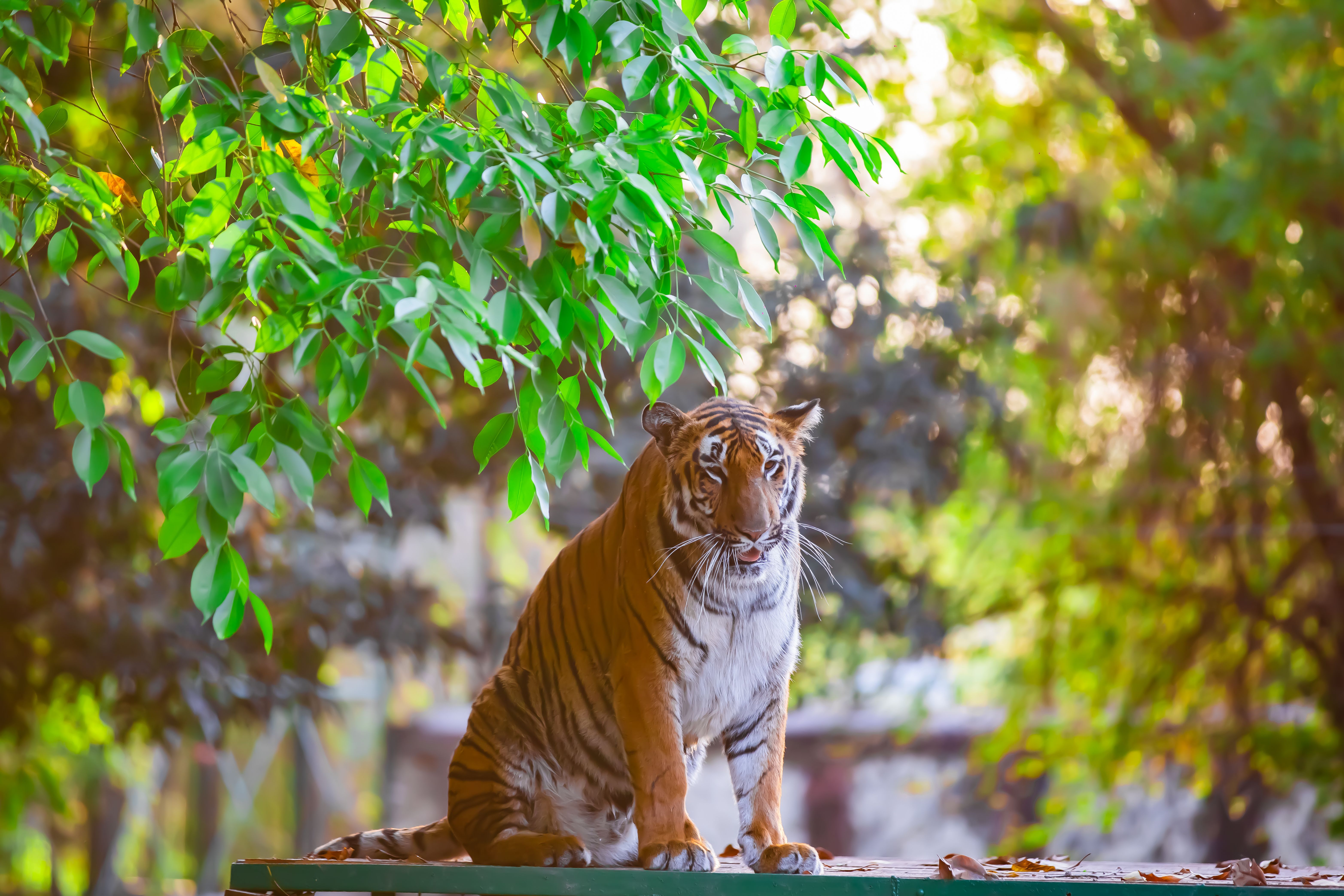 Majestic Bengal Tiger Resting Under Lush Trees · Free Stock Photo