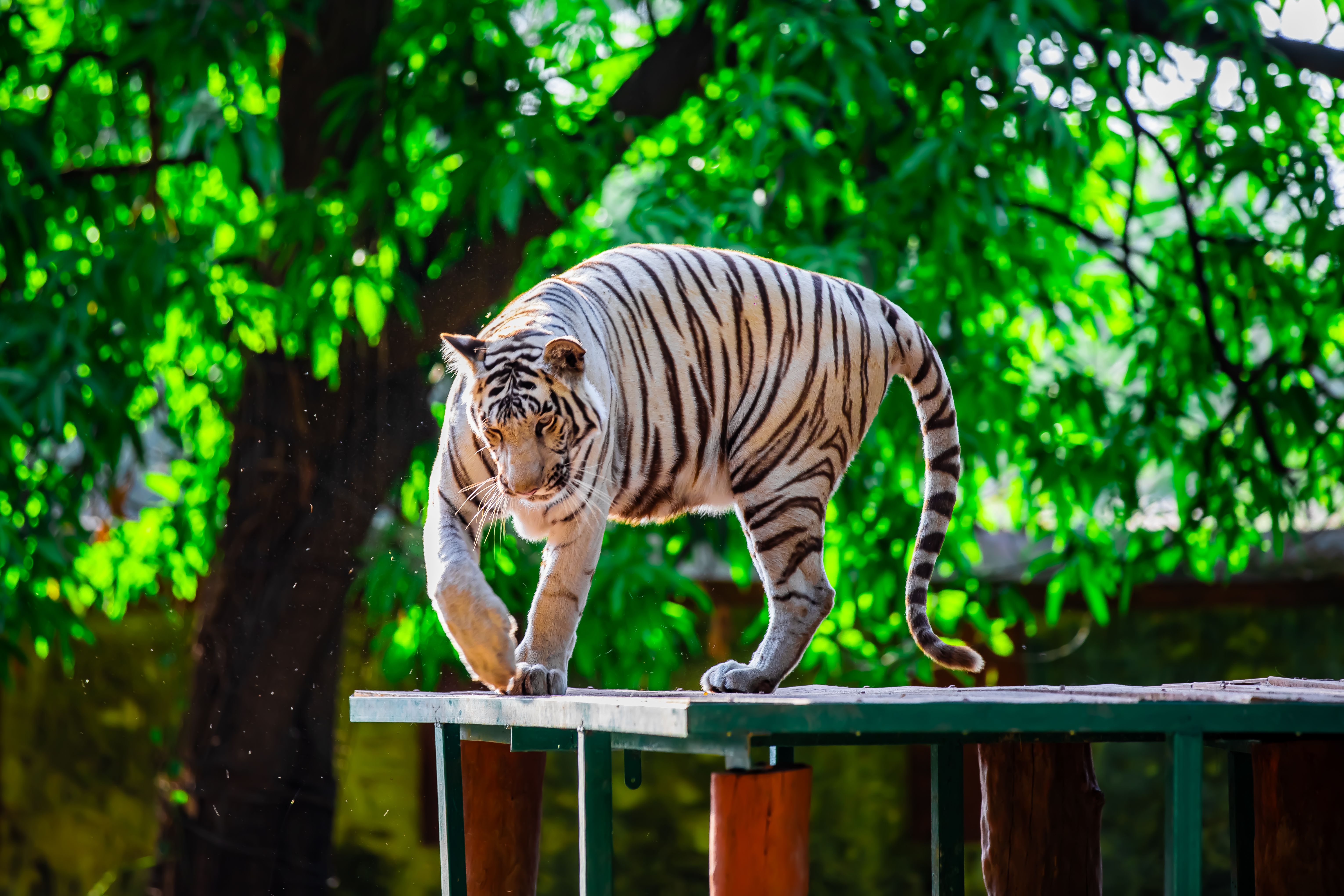 Majestic White Tiger on Wooden Platform in Jungle · Free Stock Photo