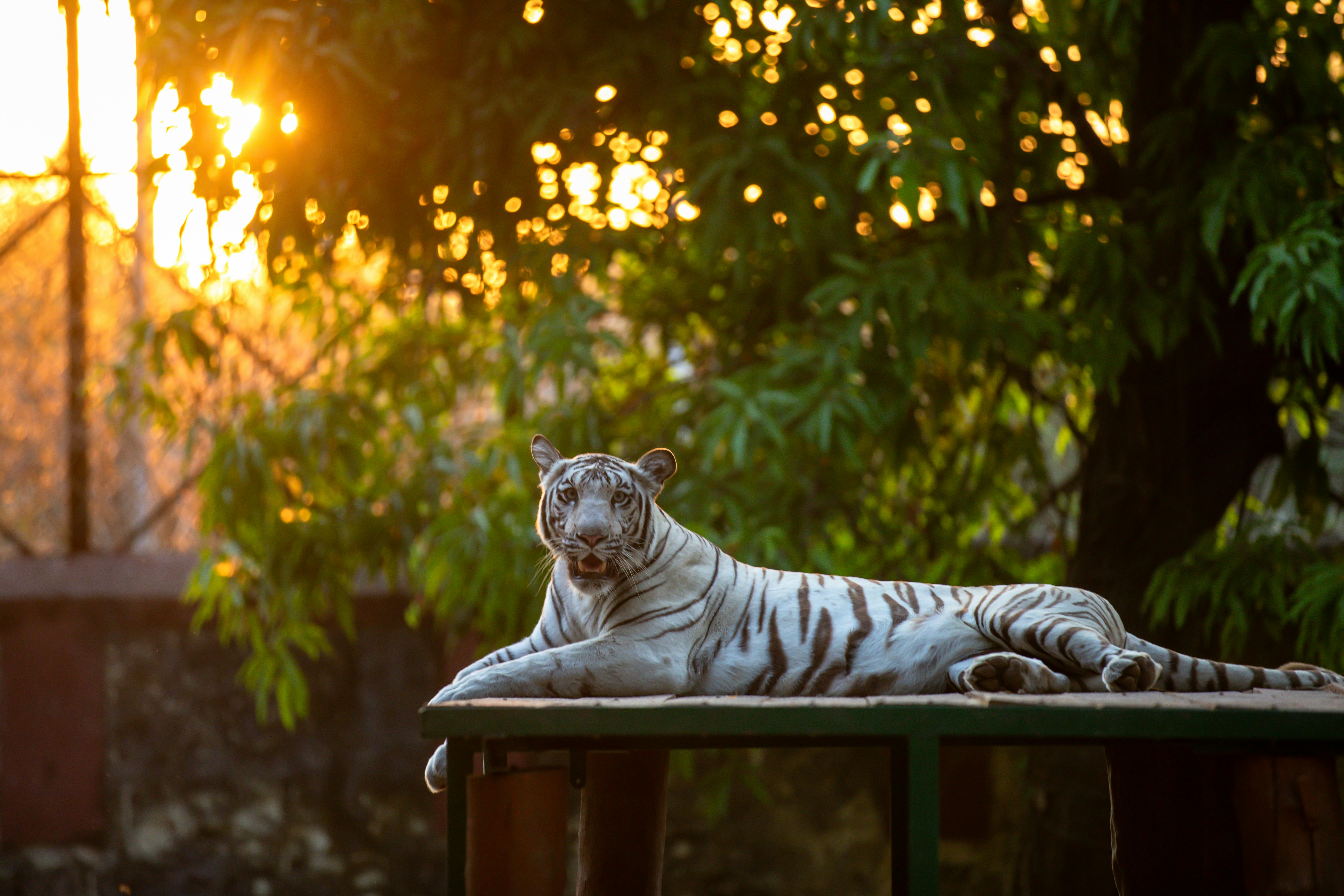 Majestic White Tiger Resting at Sunset · Free Stock Photo