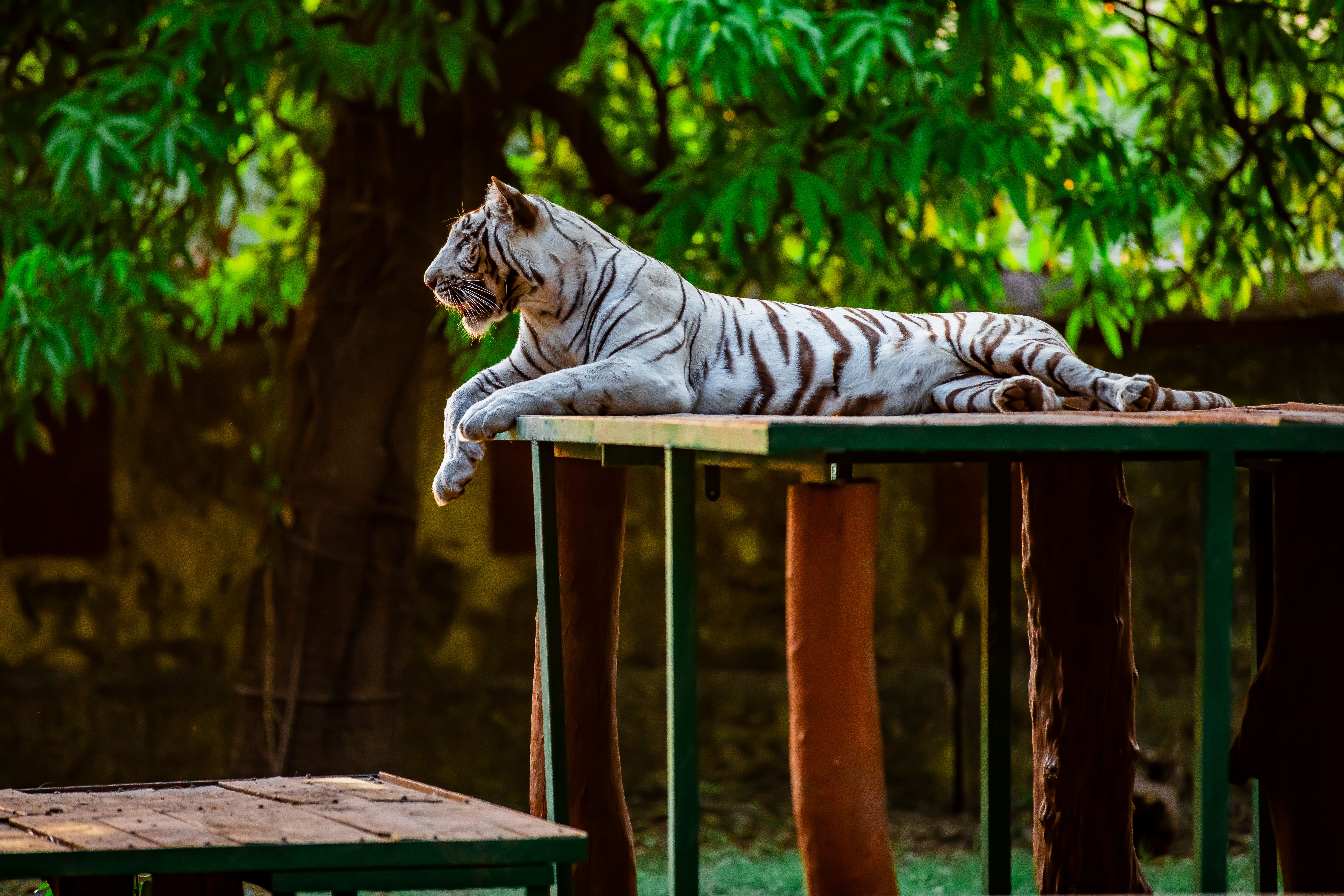 Majestic White Tiger Resting on Platform in Zoo · Free Stock Photo