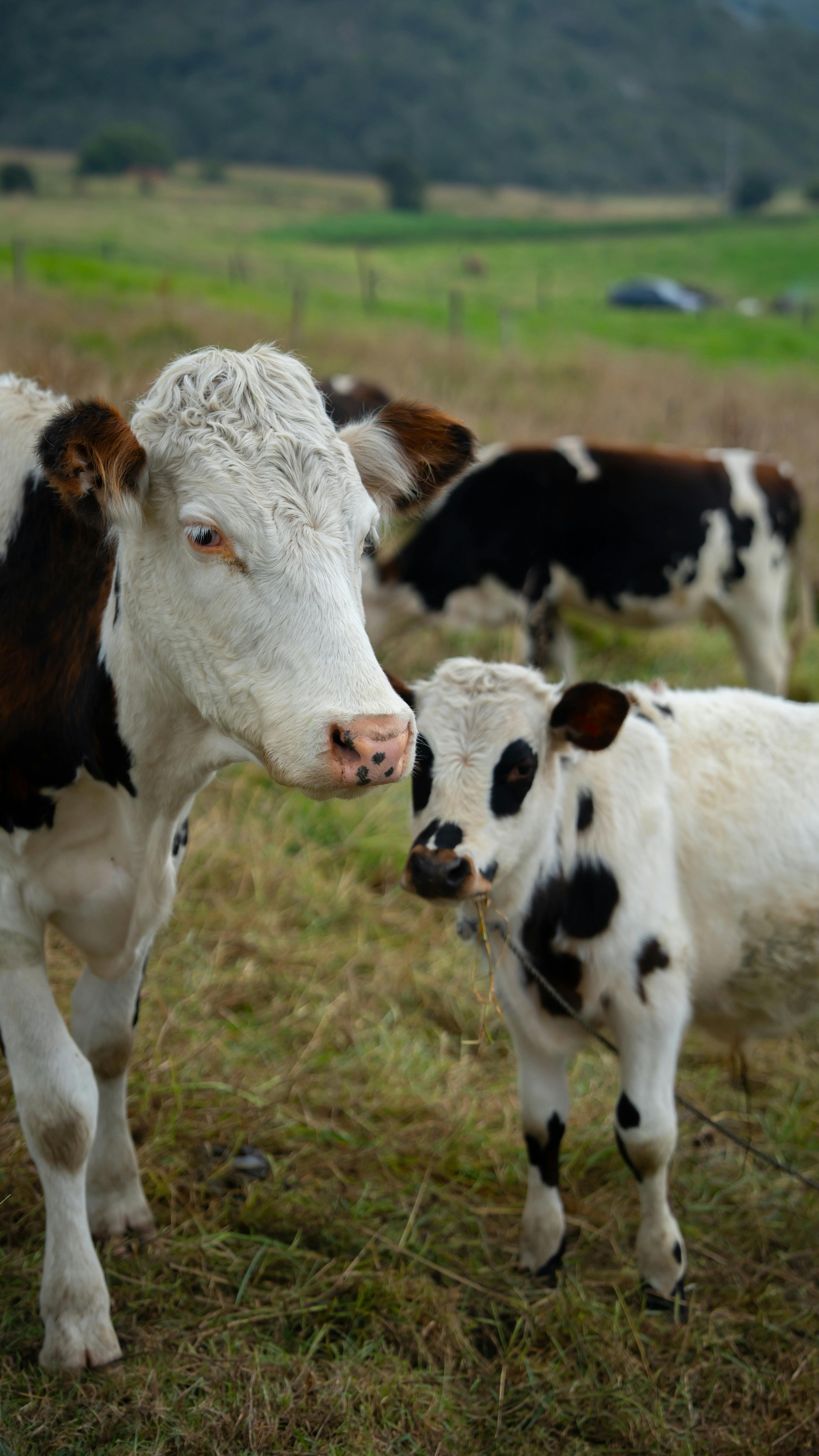 Vacas Holstein Pastando En Pastizales Abiertos · Foto de stock gratuita