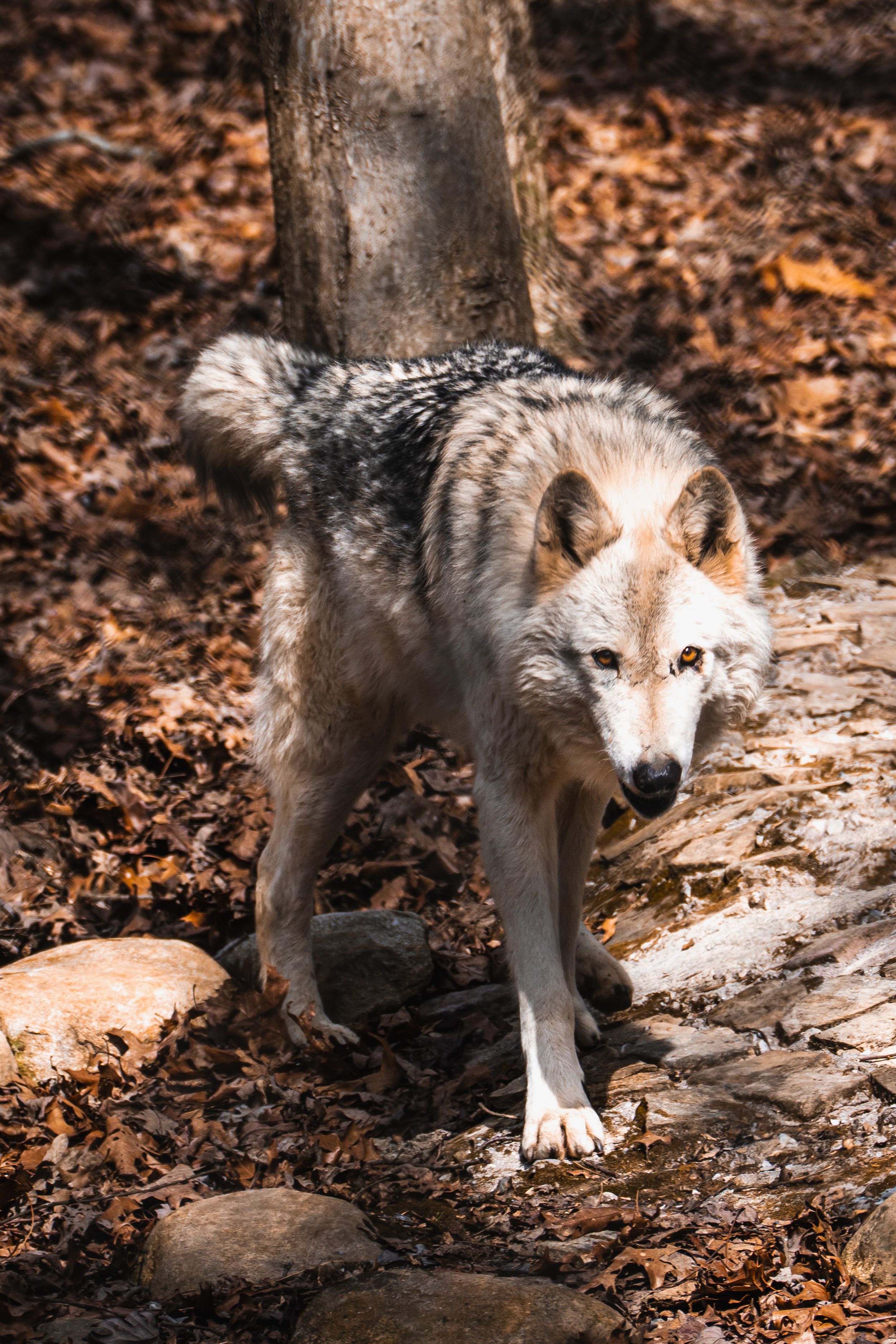 Majestic Wolf in Dense Forest Light · Free Stock Photo