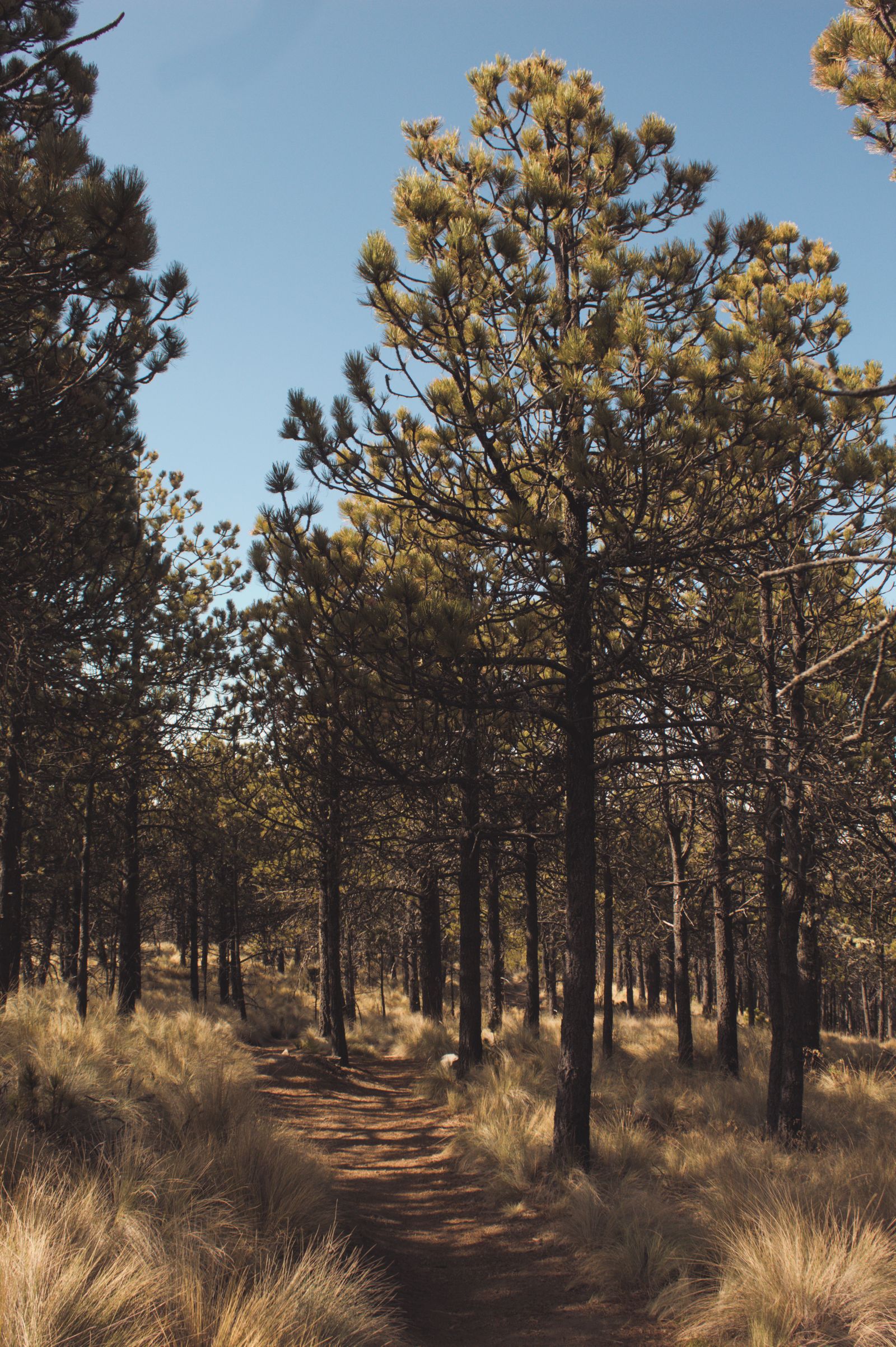 Pine Forest Photos, Download The BEST Free Pine Forest Stock Photos ...