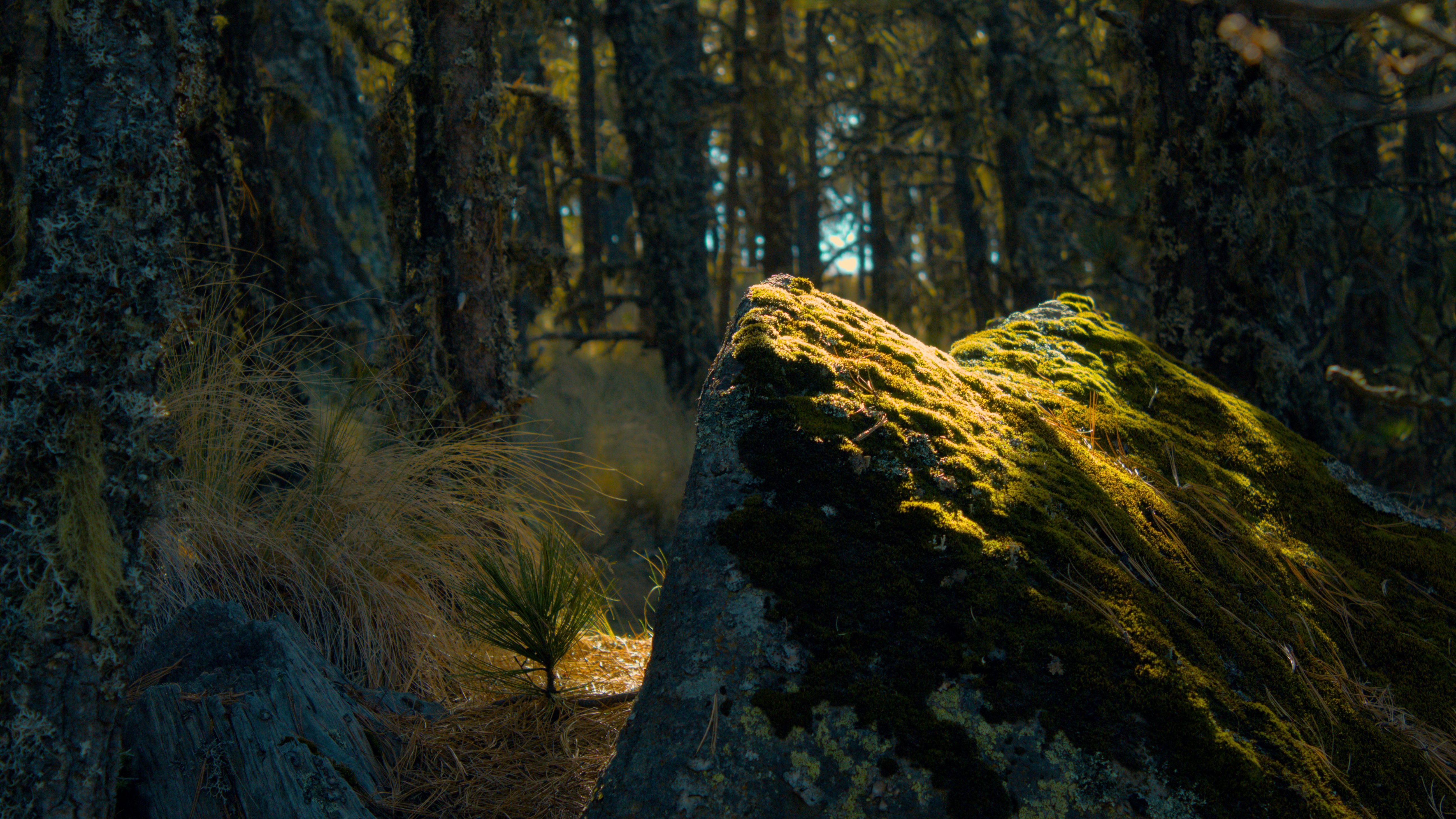 Mossy Forest Scene in Perote Veracruz · Free Stock Photo