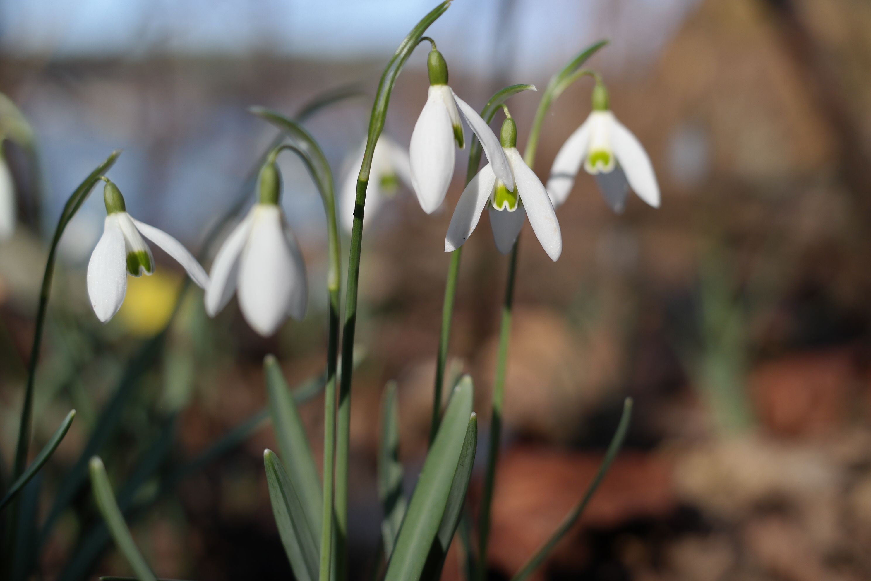 Close-up of Snowdrop Flowers in Bloom · Free Stock Photo
