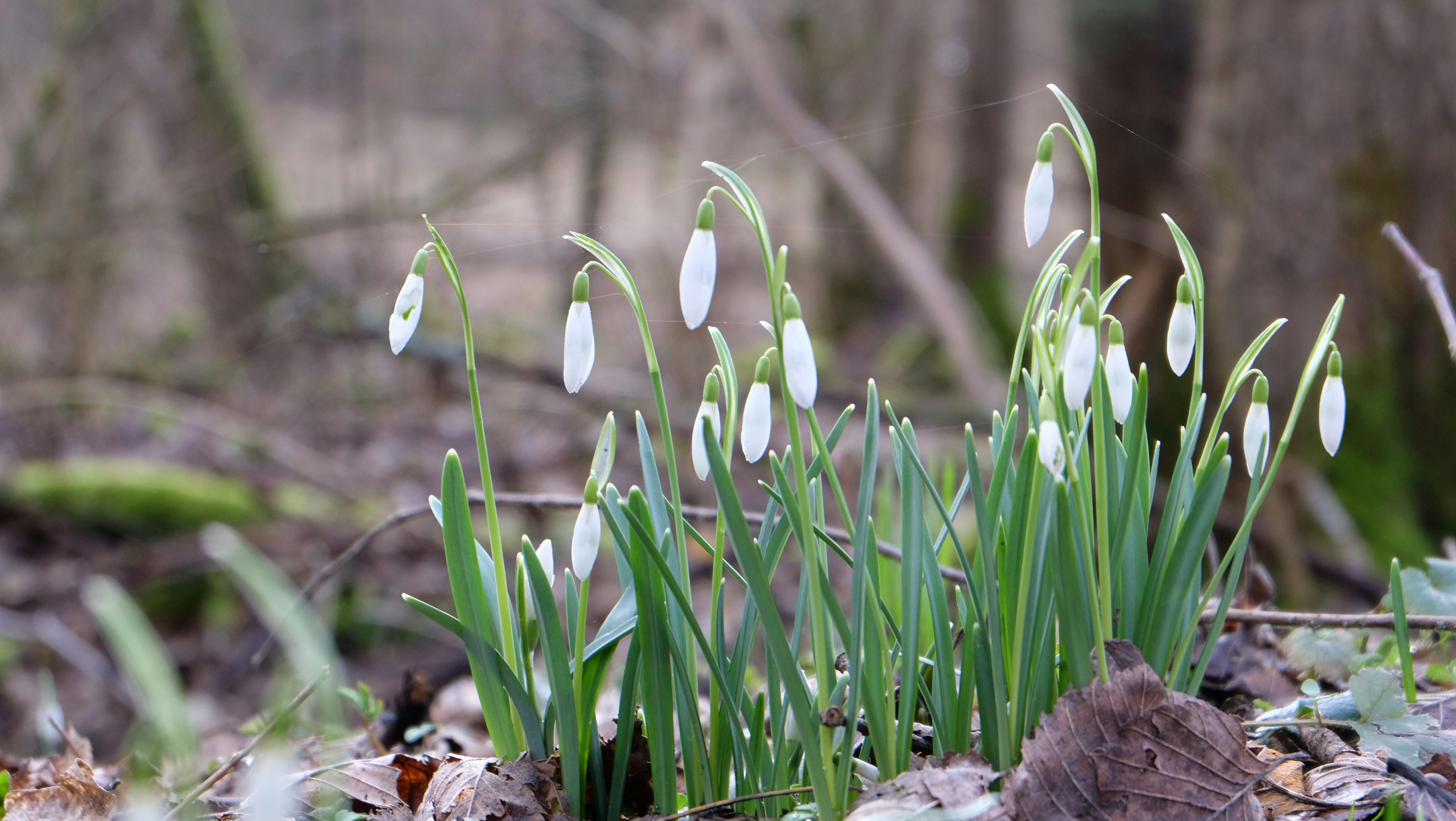 Springtime Snowdrops Blooming in Forest · Free Stock Photo
