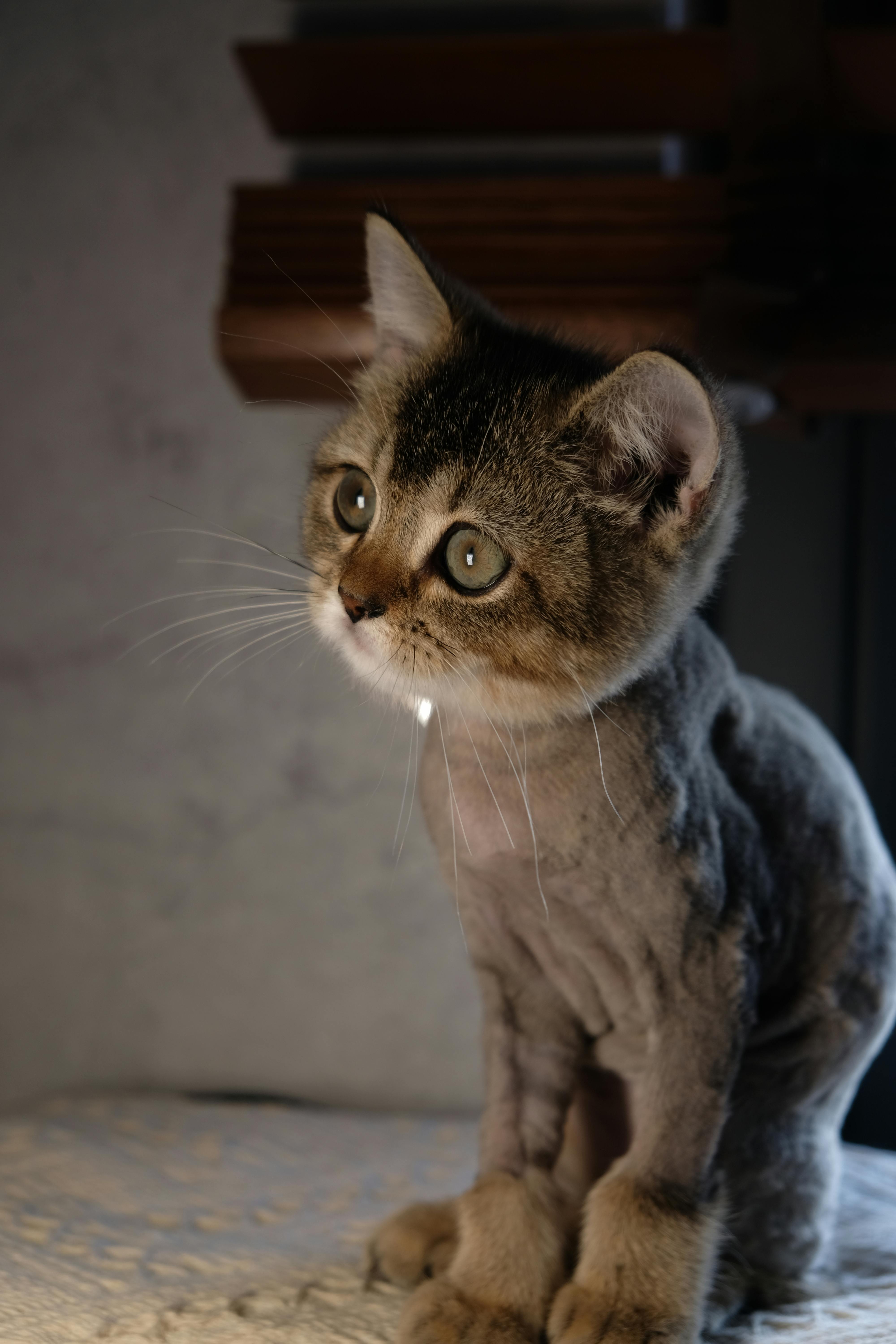 Hitler Cats Photos, Download The BEST Free Hitler Cats Stock Photos ...