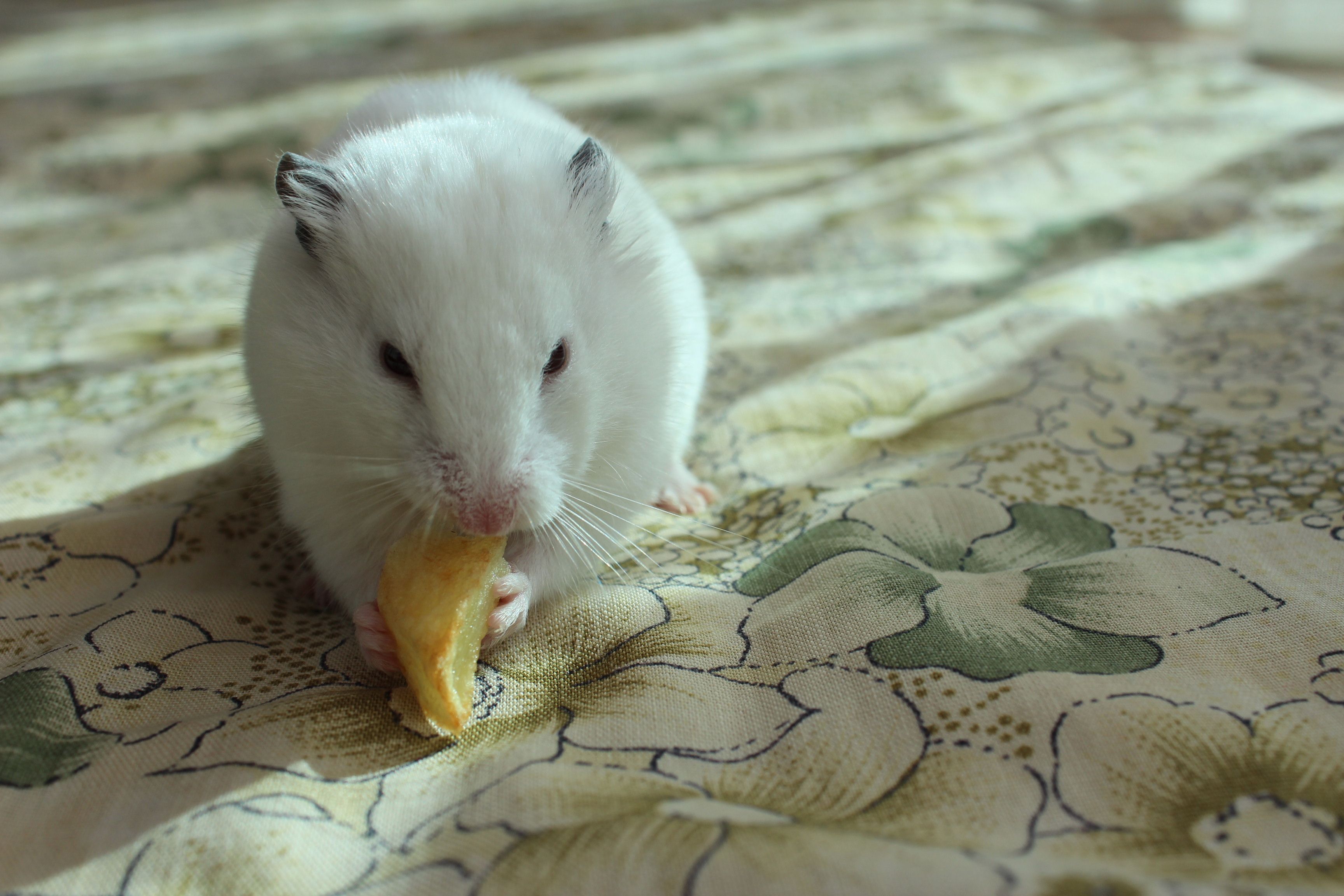 White Hamster Eating Snack on Floral Fabric · Free Stock Photo