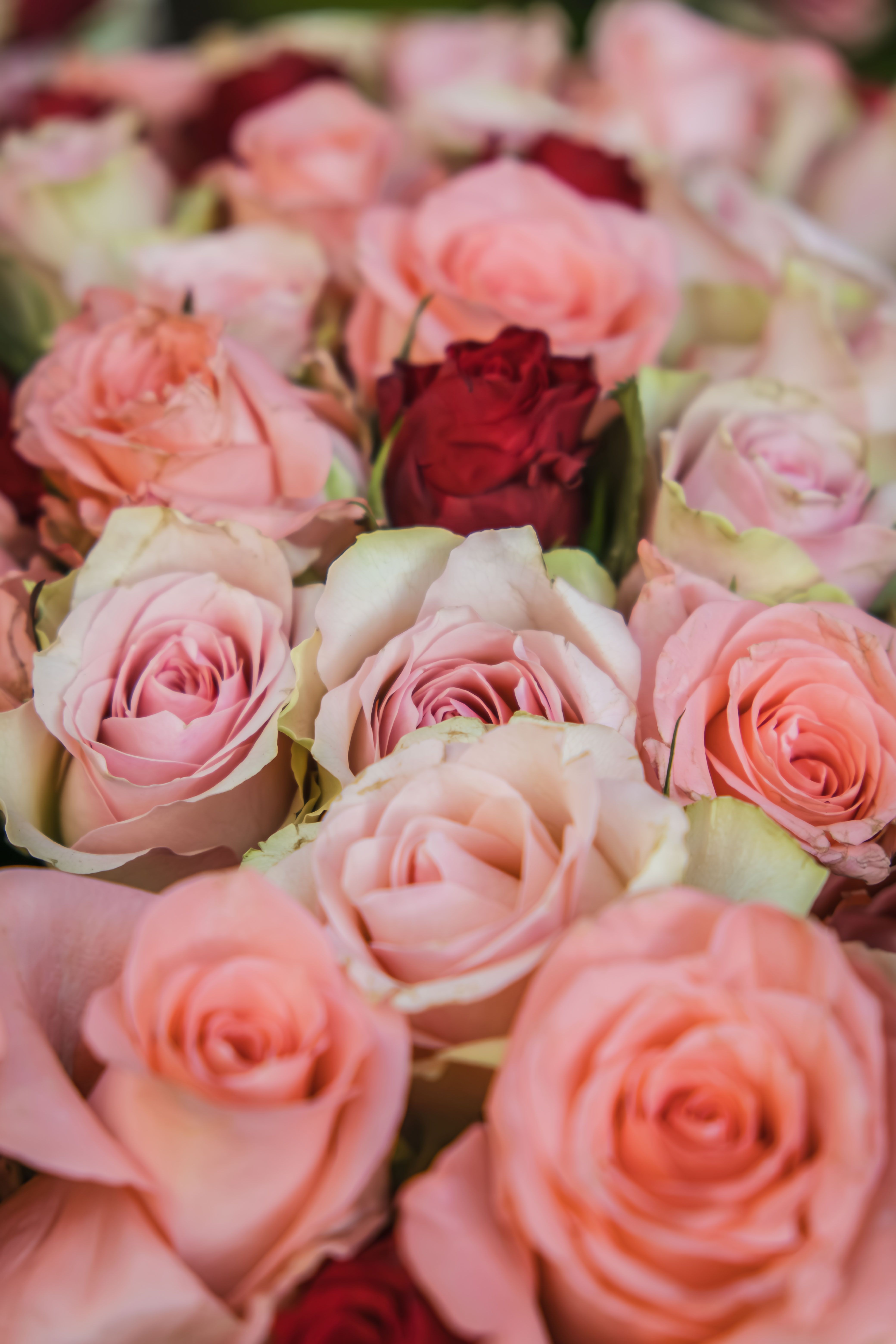 Supervision Flowers Photos, Download The BEST Free Supervision Flowers ...