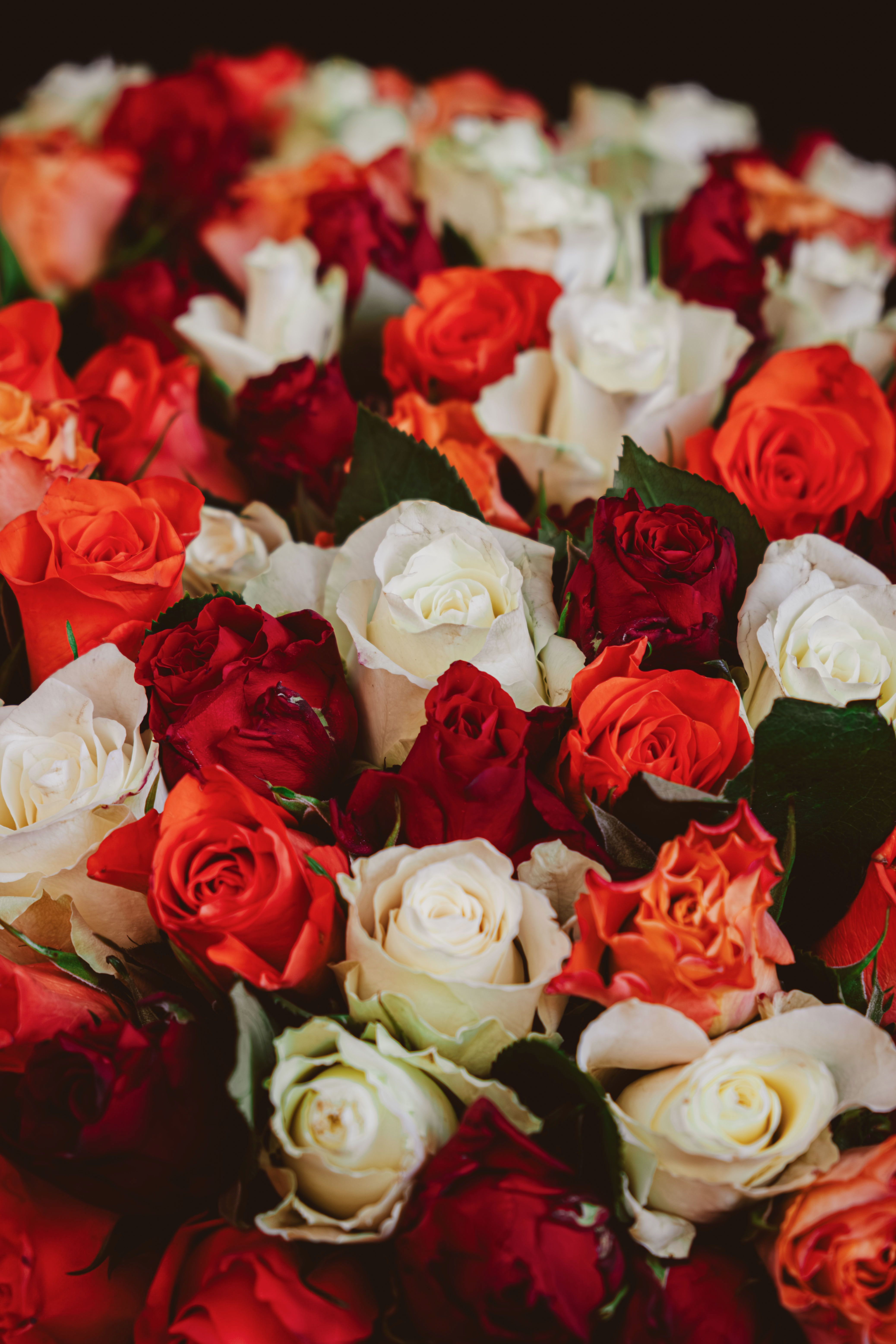 Vibrant Assortment of Fresh Roses · Free Stock Photo