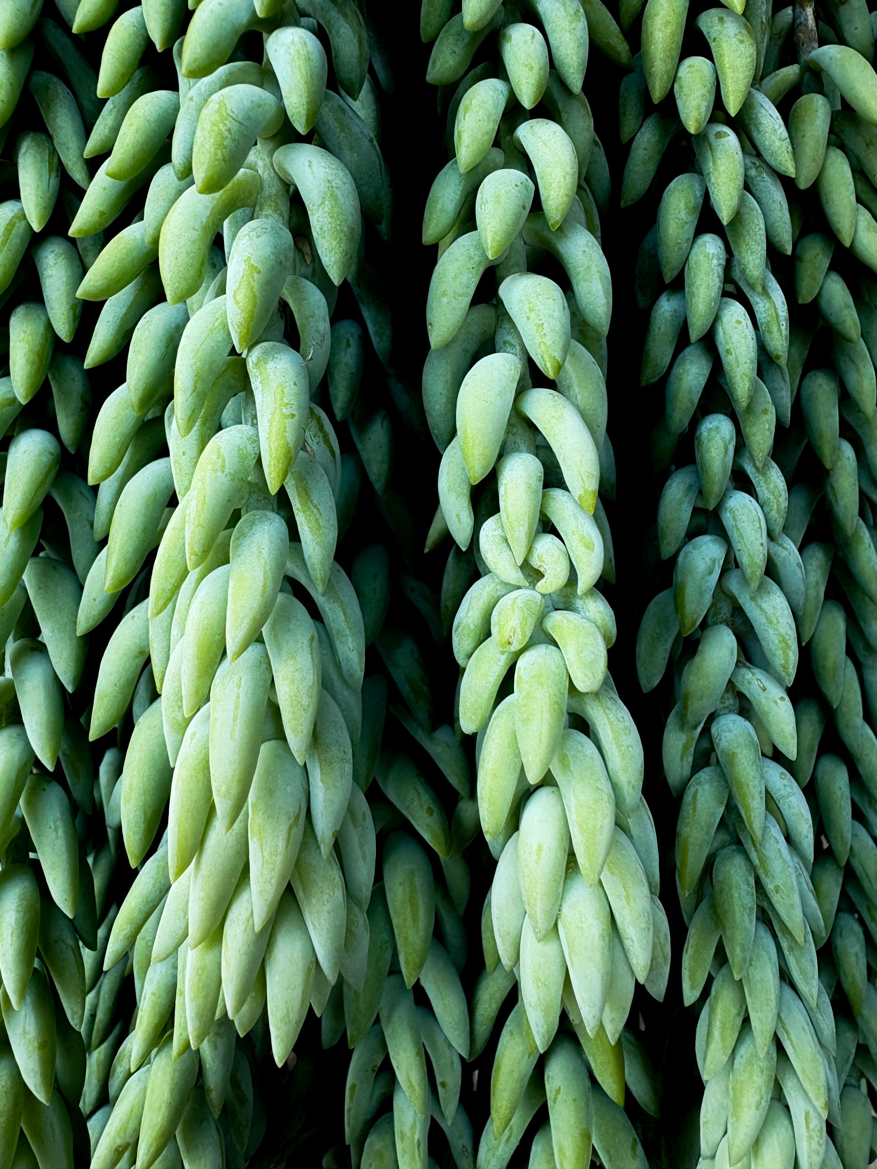 Close-up of Succulent Donkey Tail Plant Foliage · Free Stock Photo