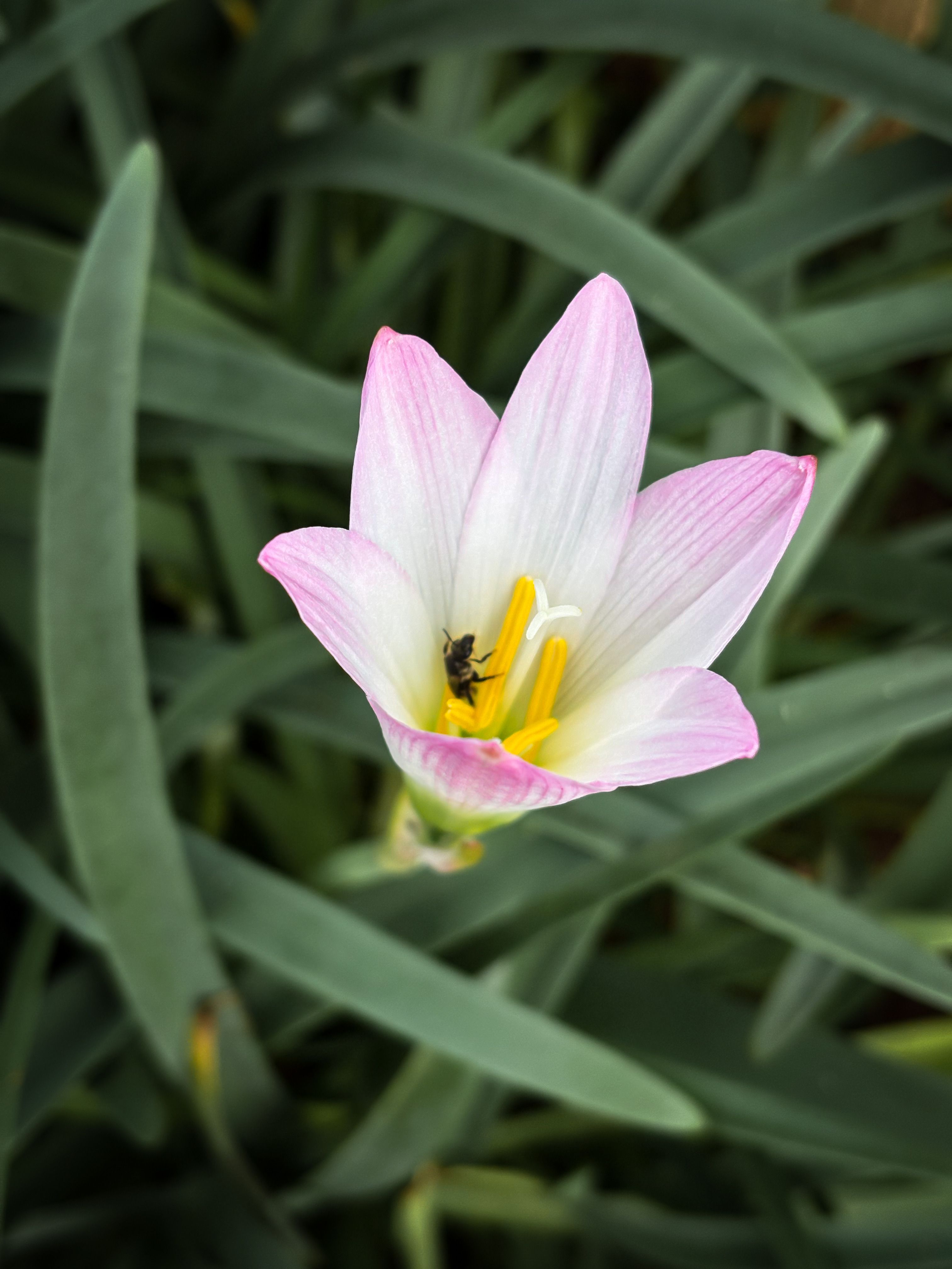 Delicate Pink Flower with Insect in Summer Garden · Free Stock Photo