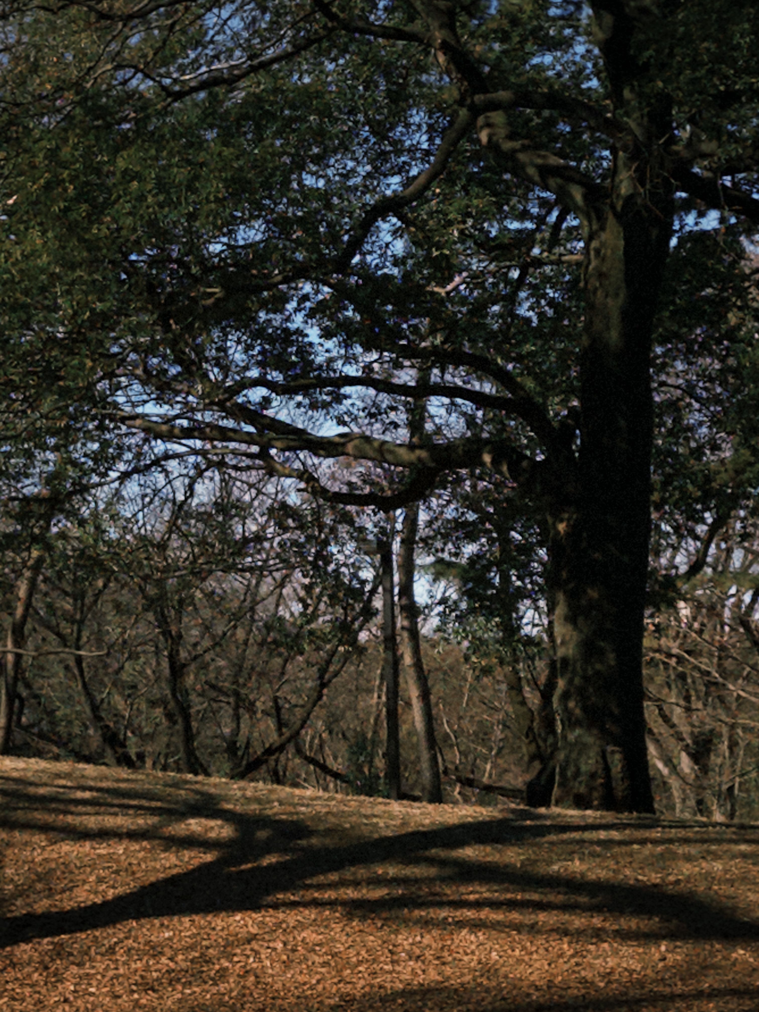 Free Tranquil forest scene showcasing tree shadows on a sunlit path in ...