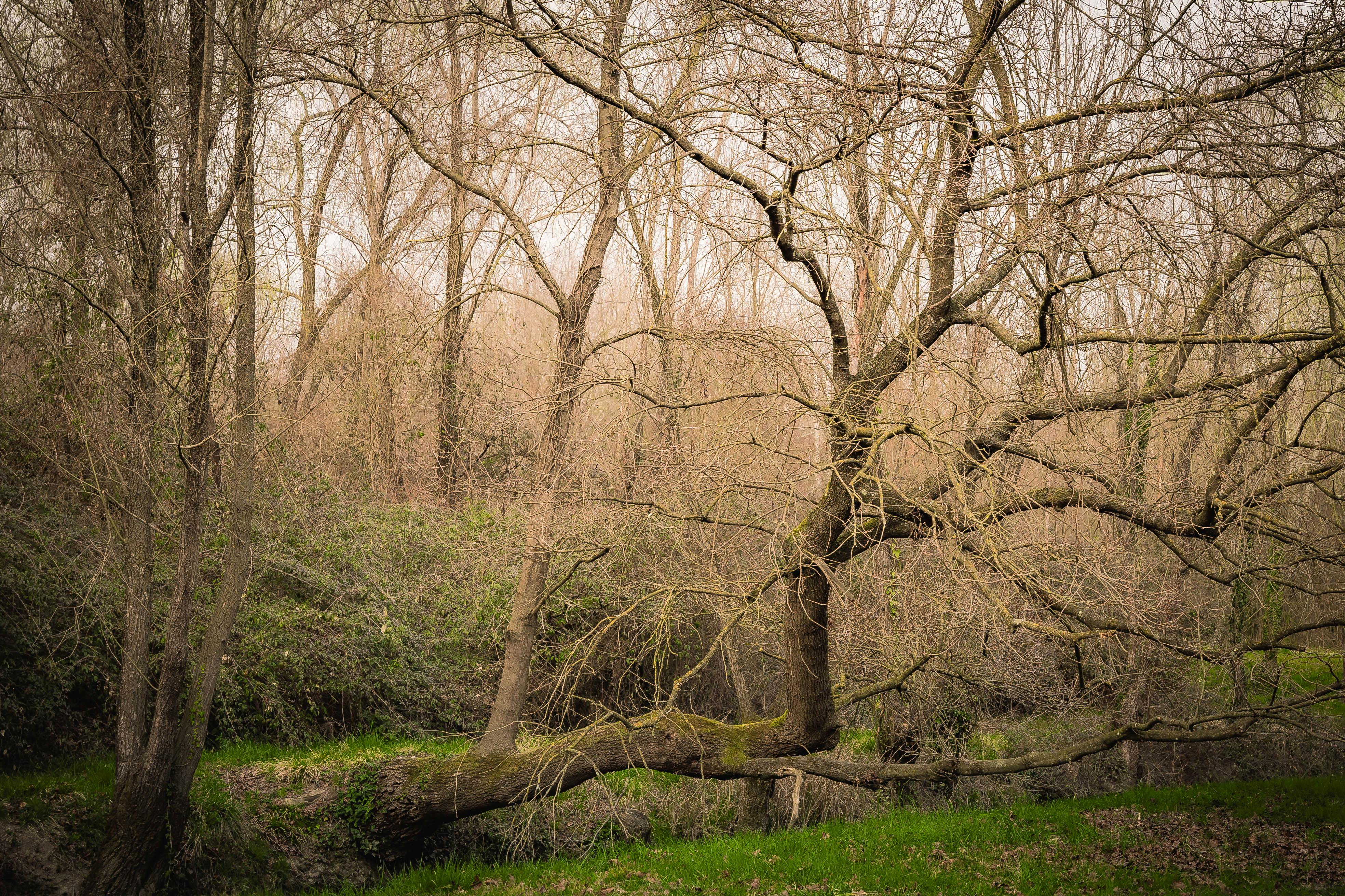 Serene Leafless Forest in Early Spring · Free Stock Photo