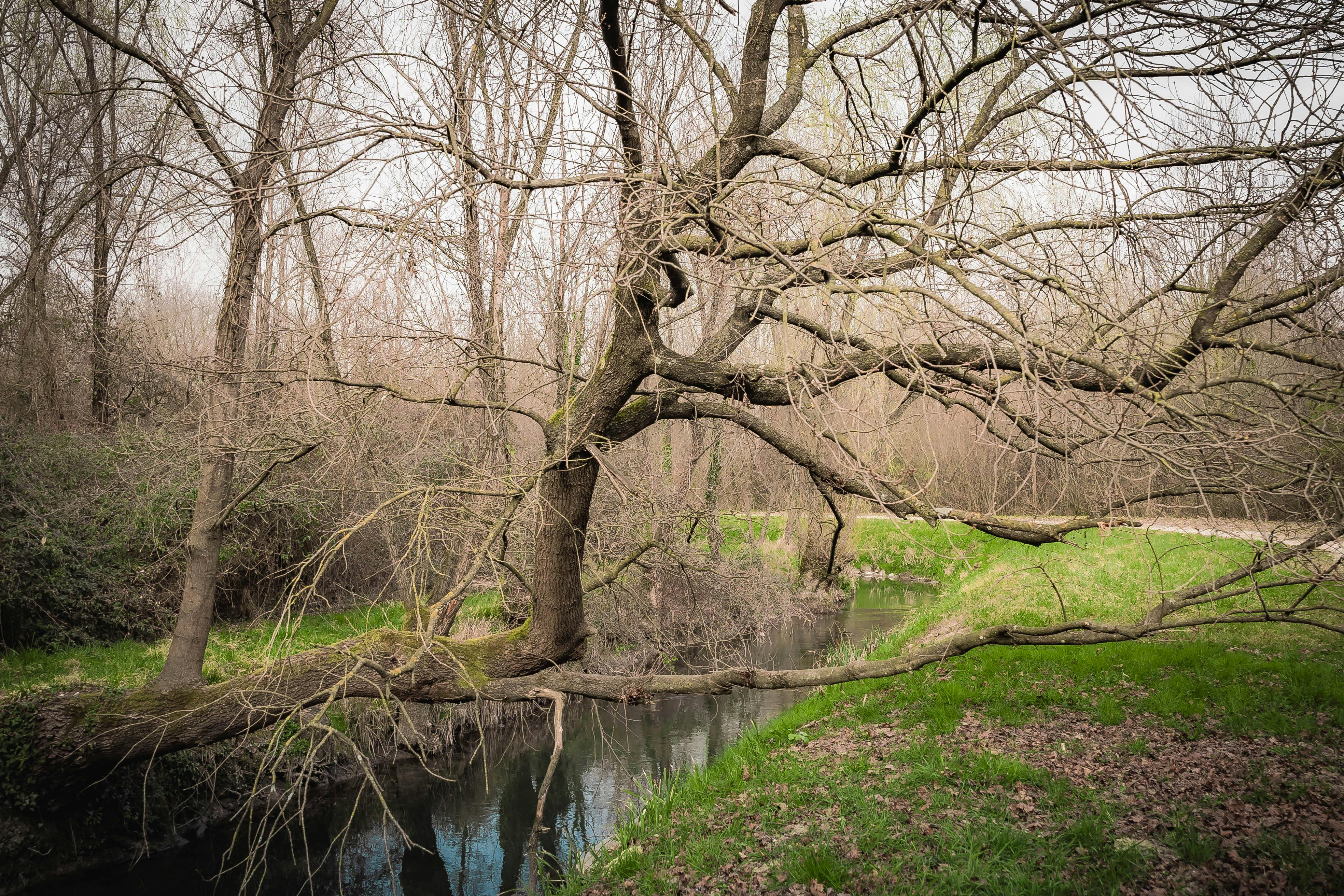Serene Leafless Tree Overhanging Quiet Stream · Free Stock Photo