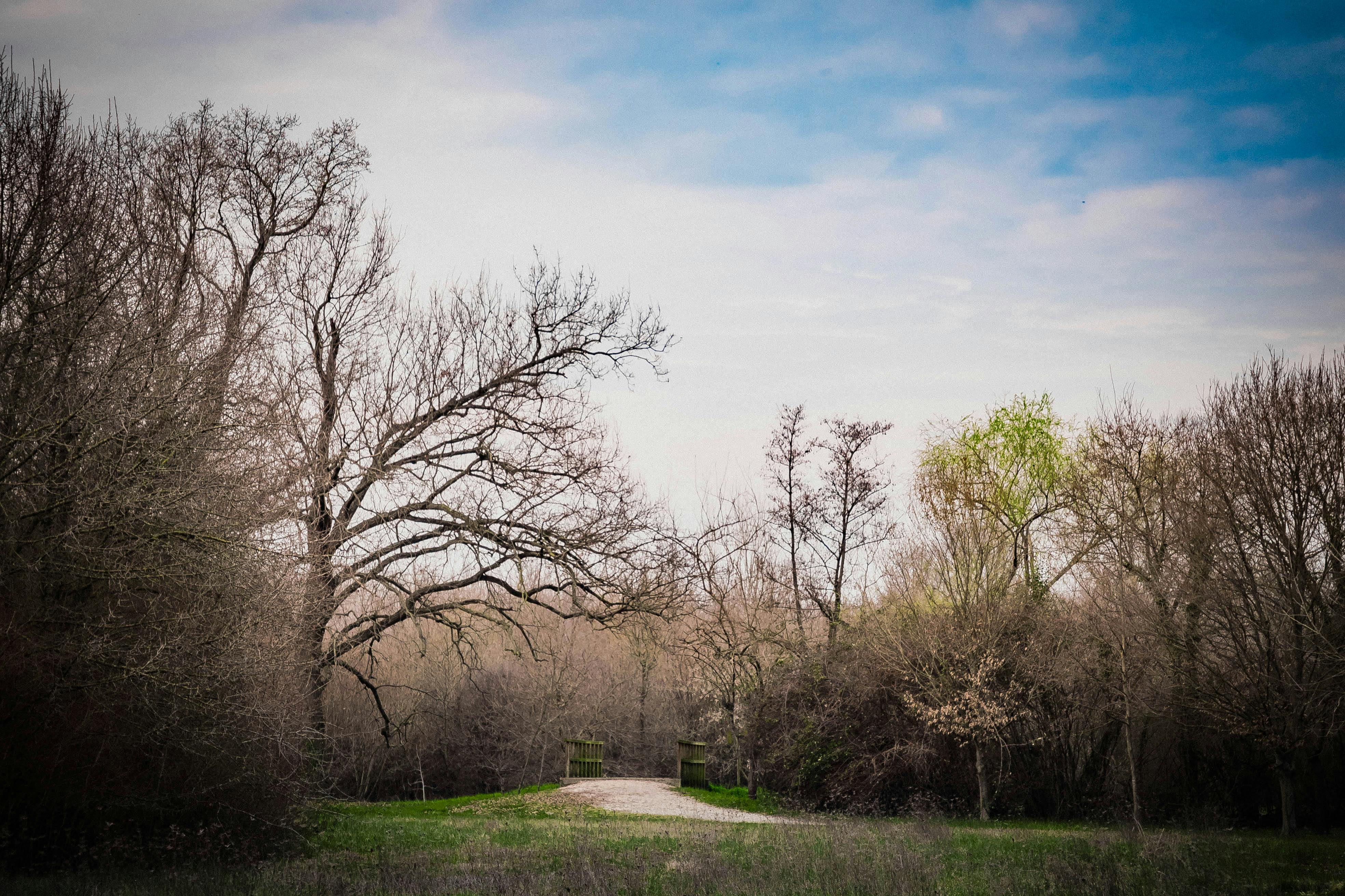 Serene Early Spring Forest Pathway Scene · Free Stock Photo