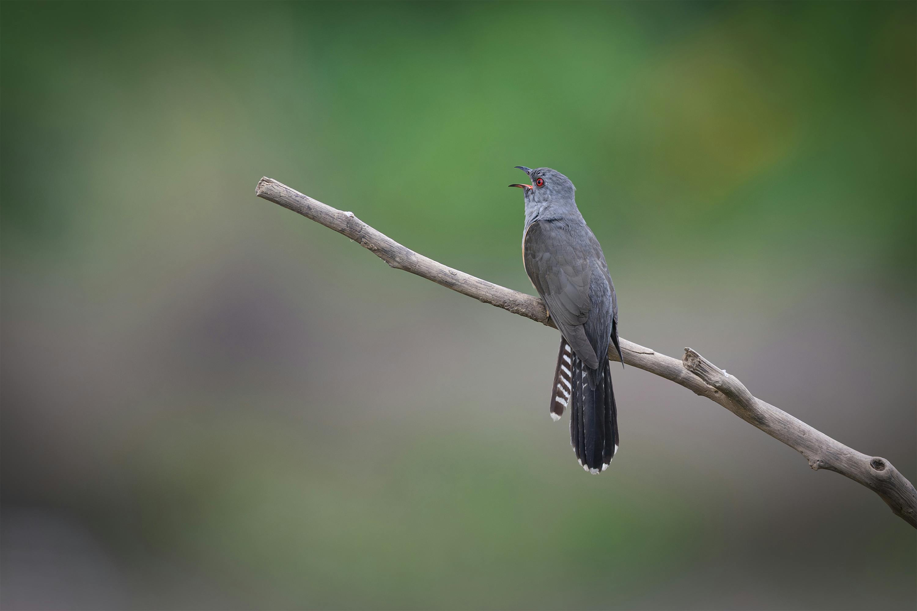 Gray Cuckoo Bird on a Branch in Nature · Free Stock Photo