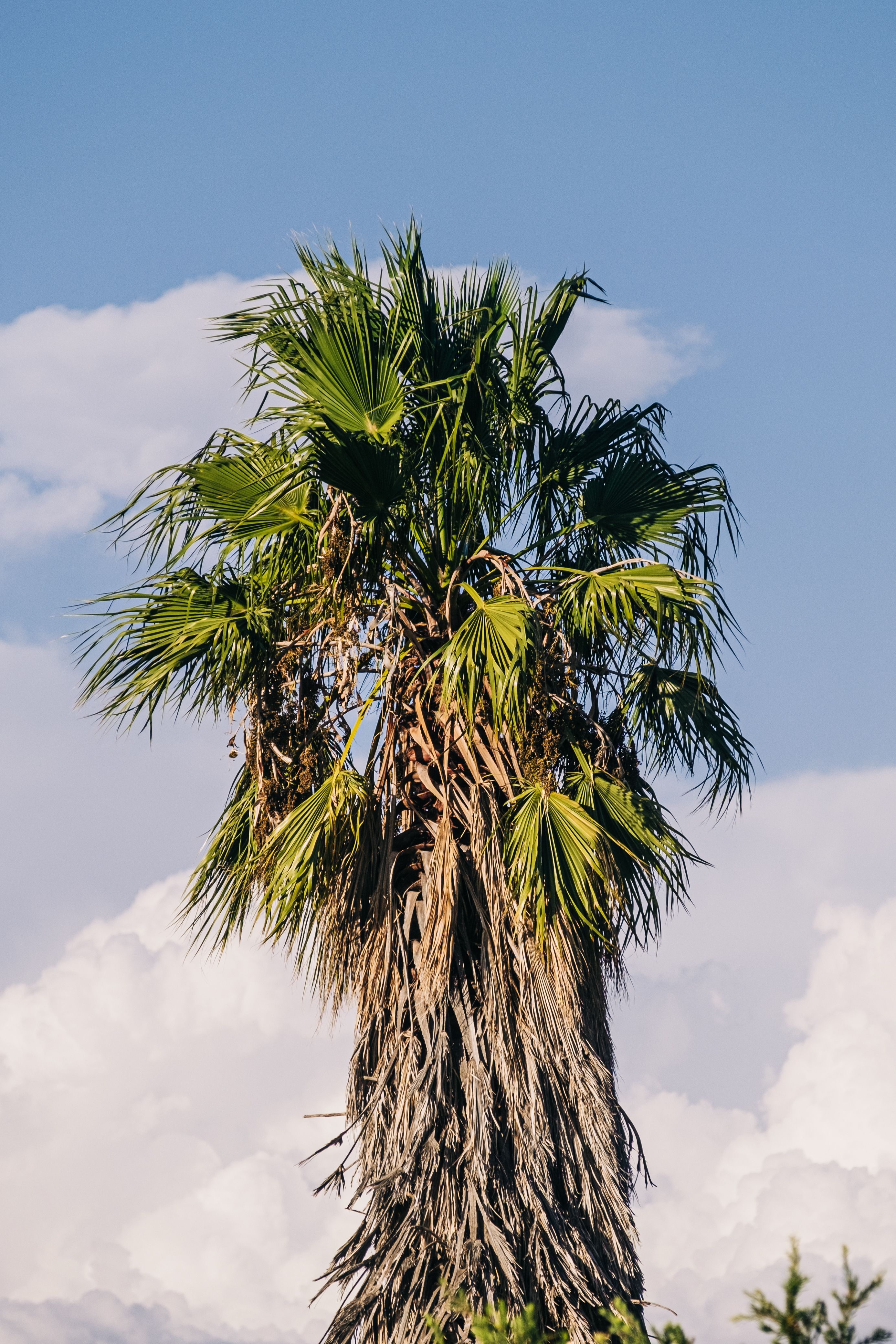 Lush Palm Tree Against Clear Blue Sky · Free Stock Photo