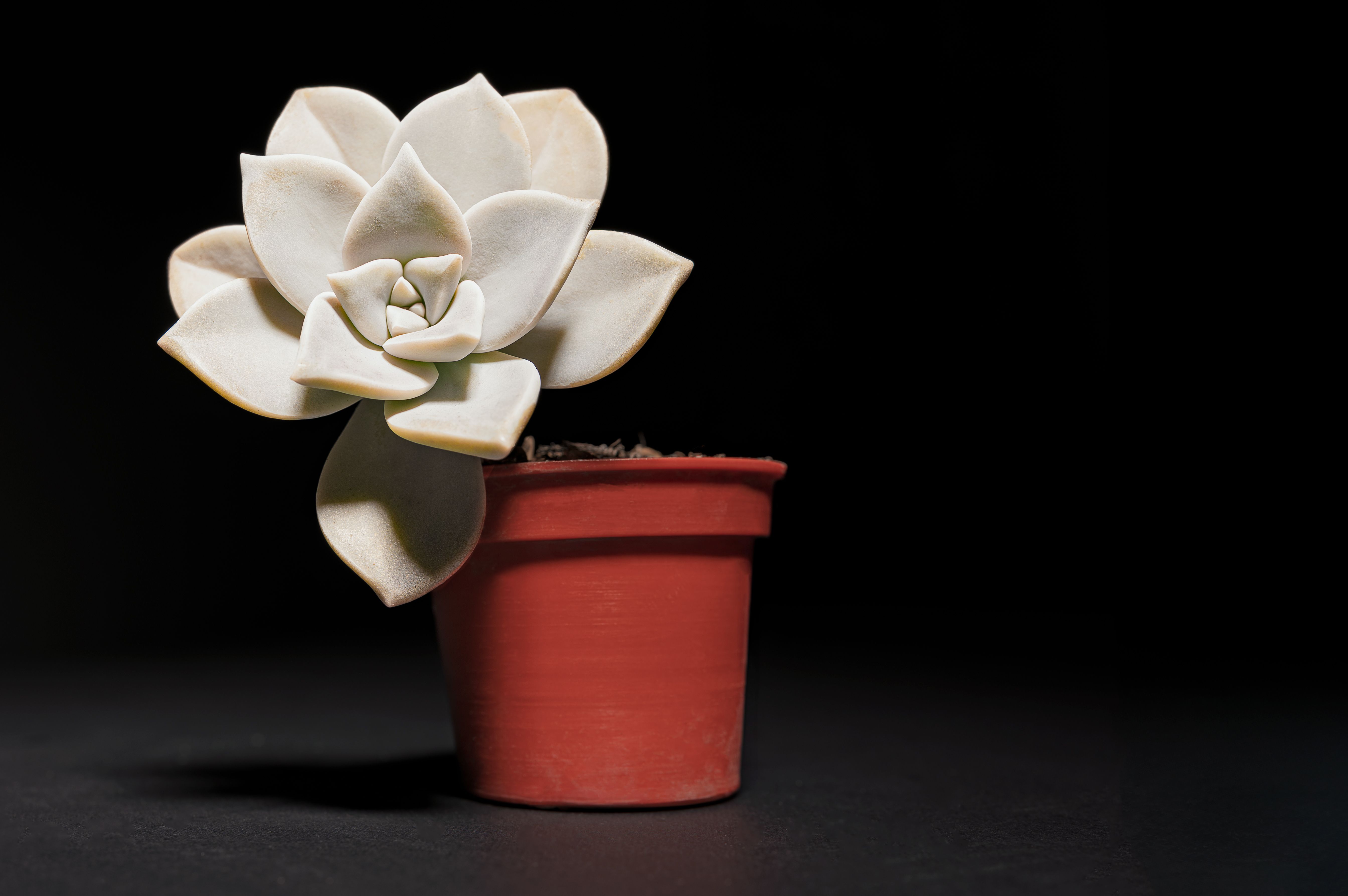 Elegant Succulent Plant in Terra Cotta Pot · Free Stock Photo