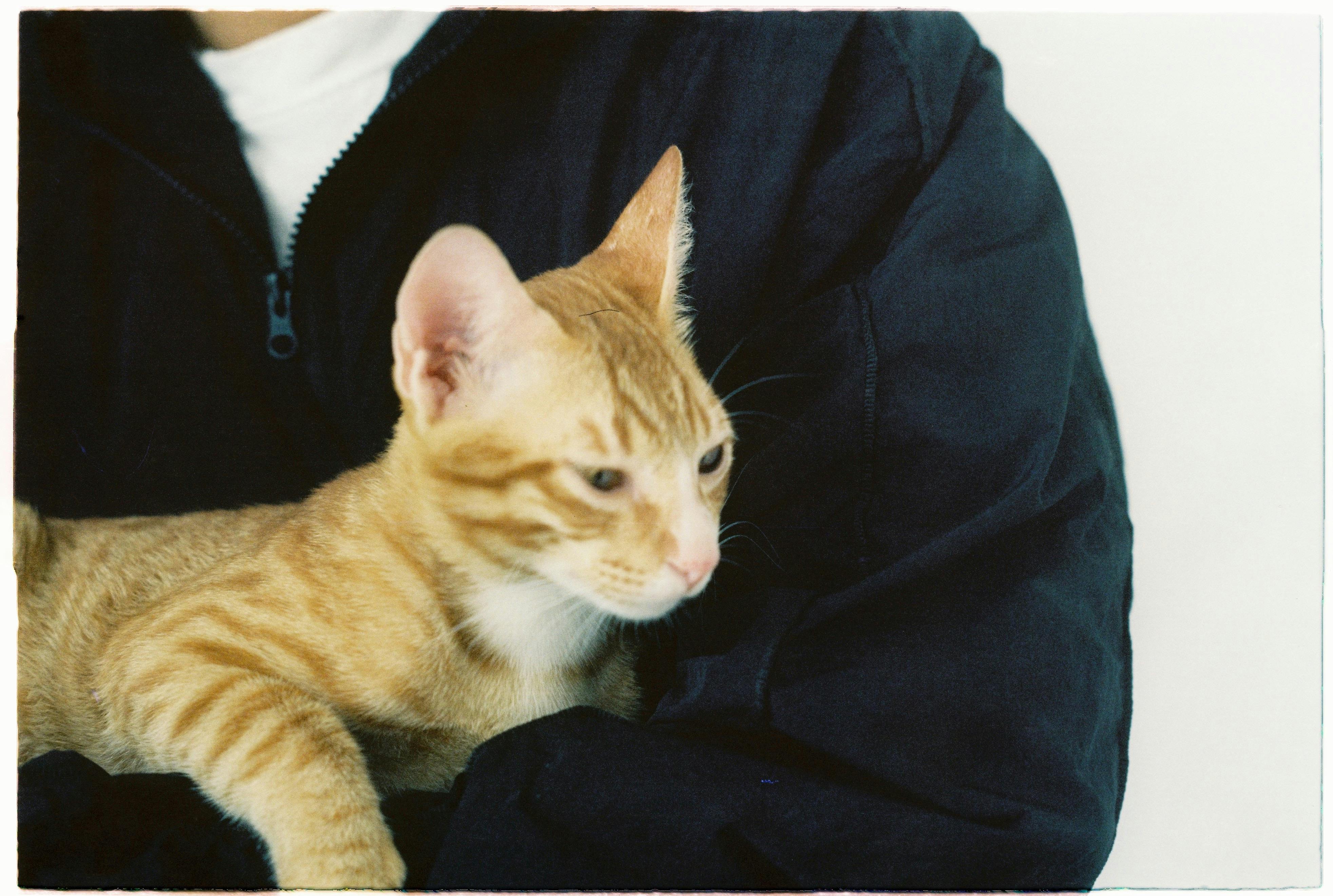 30.000+ Foto Peluk Kucing Terbaik · Unduh Gratis 100% · Foto Stok Pexels