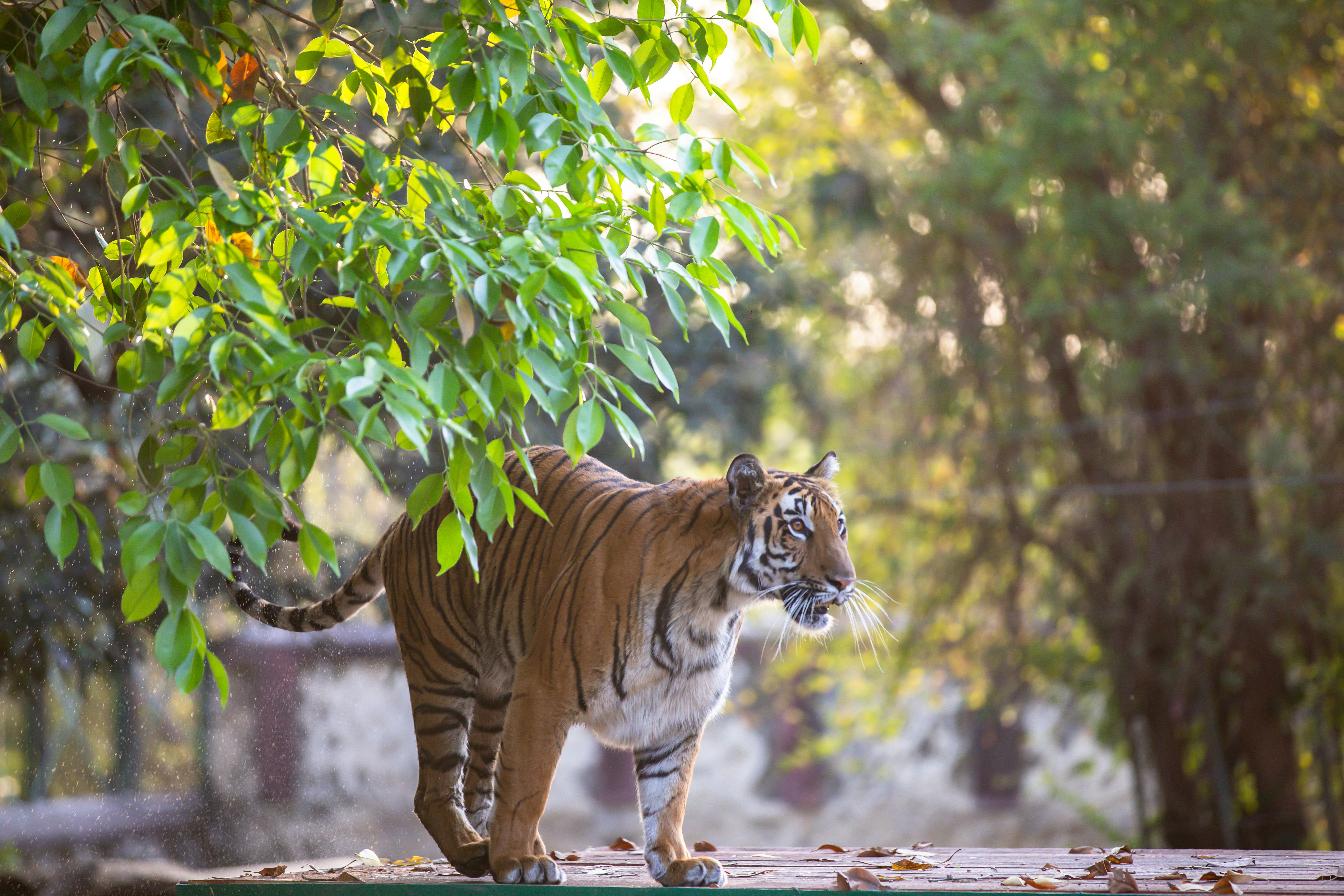 Majestic Bengal Tiger in Lush Forest Spring Setting · Free Stock Photo