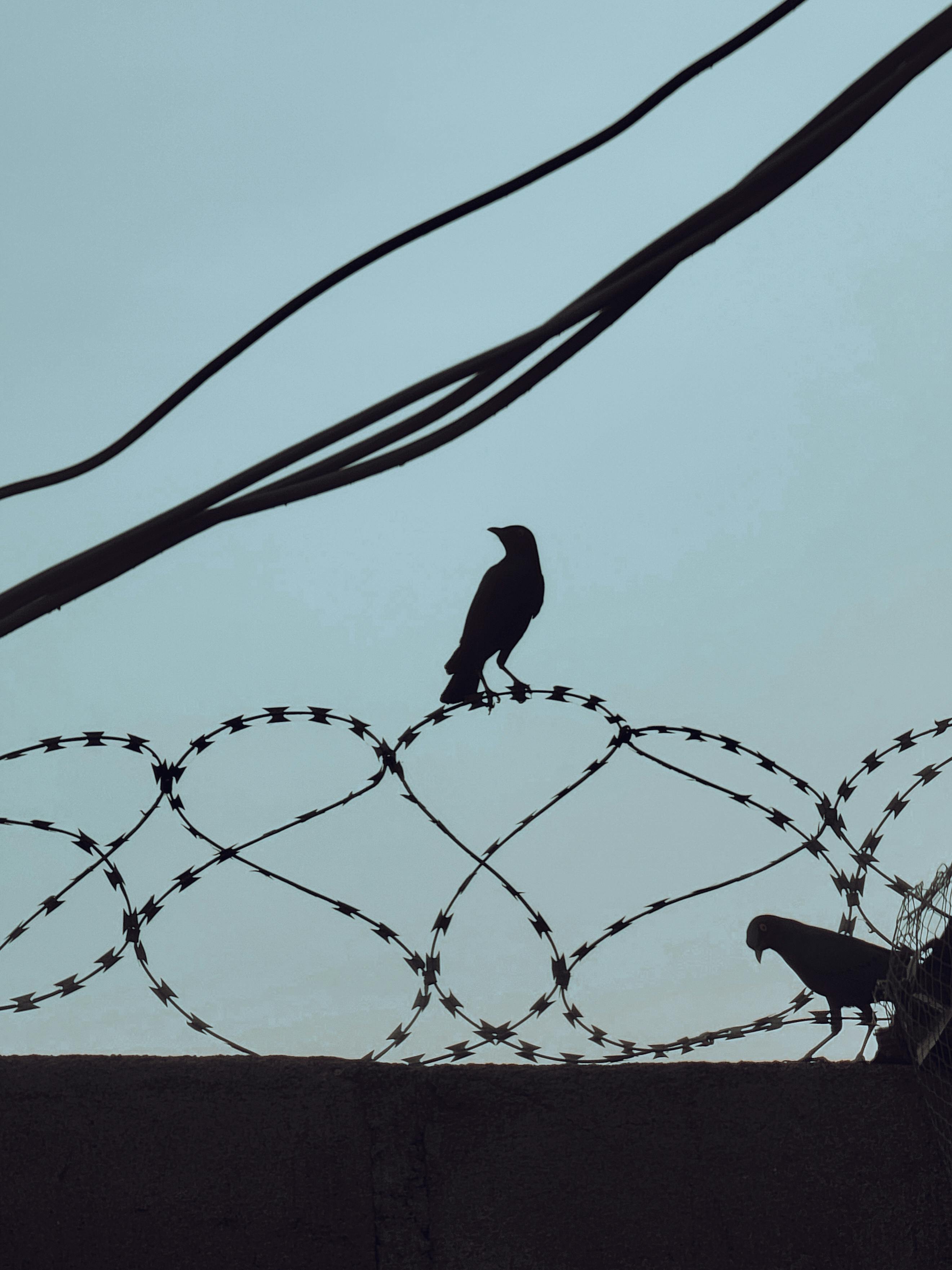 Crows Perched on Barbed Wire Silhouette · Free Stock Photo