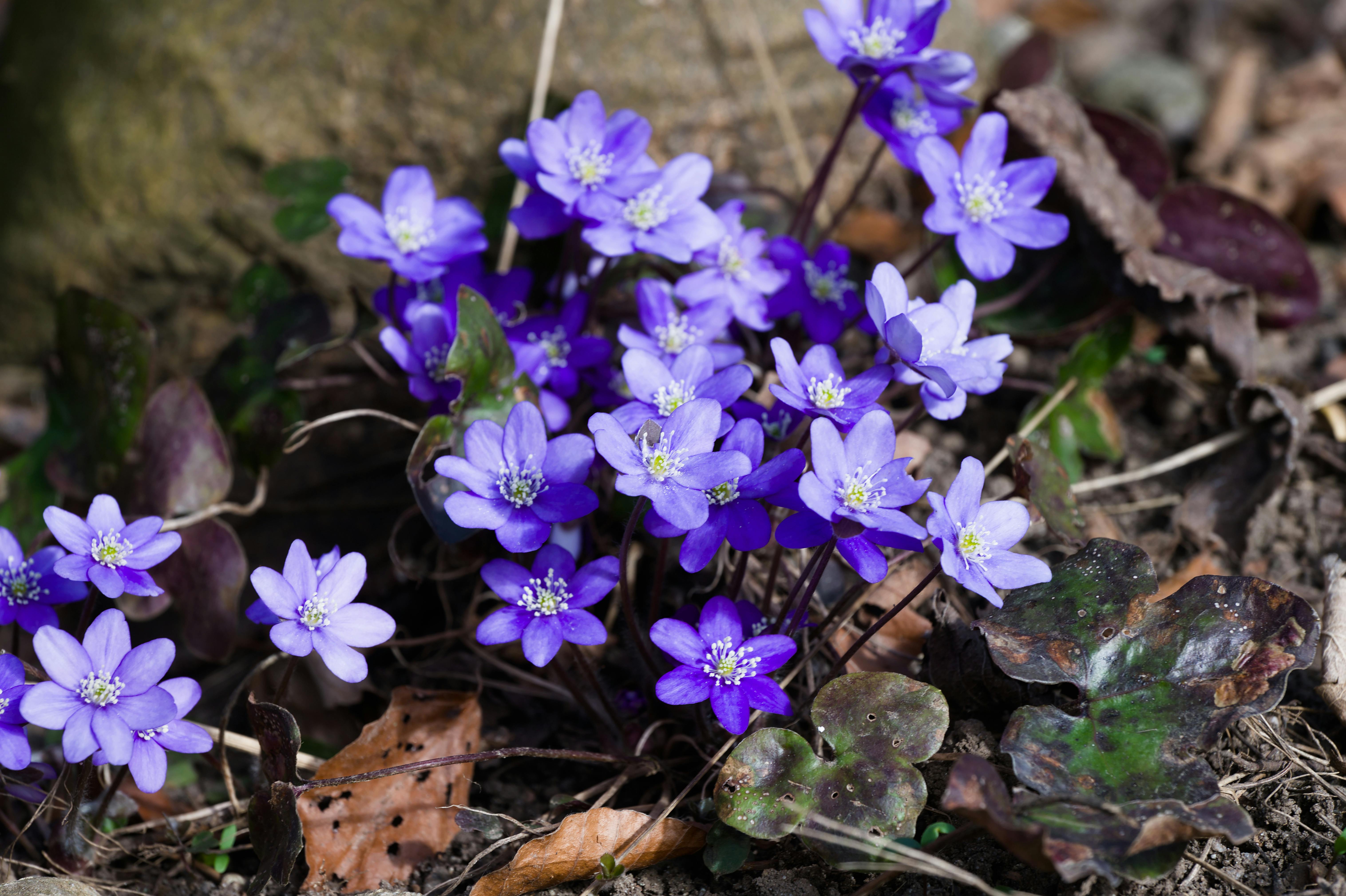 Anemone Hepatica Photos, Download The BEST Free Anemone Hepatica Stock ...