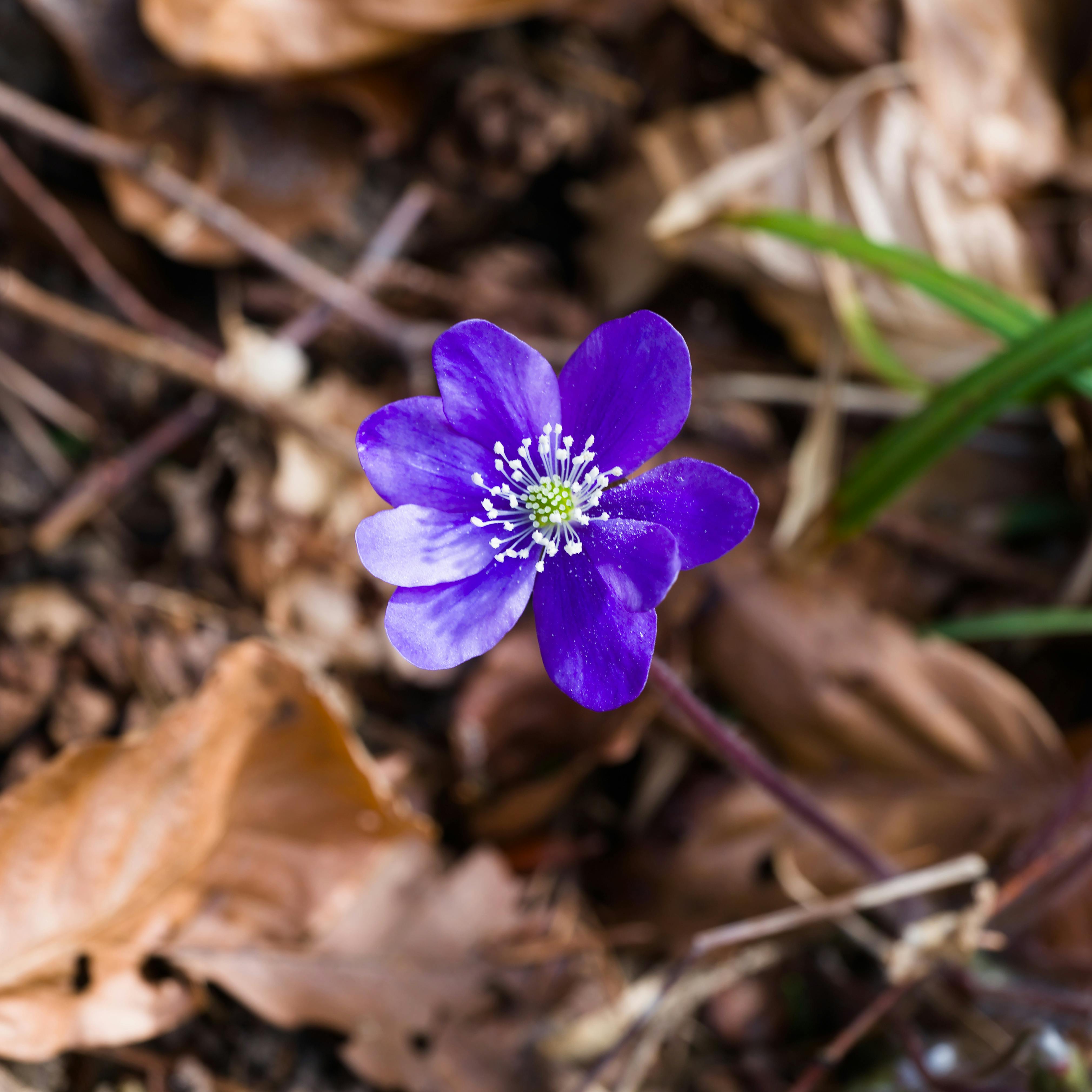 Vibrant Purple Hepatica Bloom in Forest Floor · Free Stock Photo