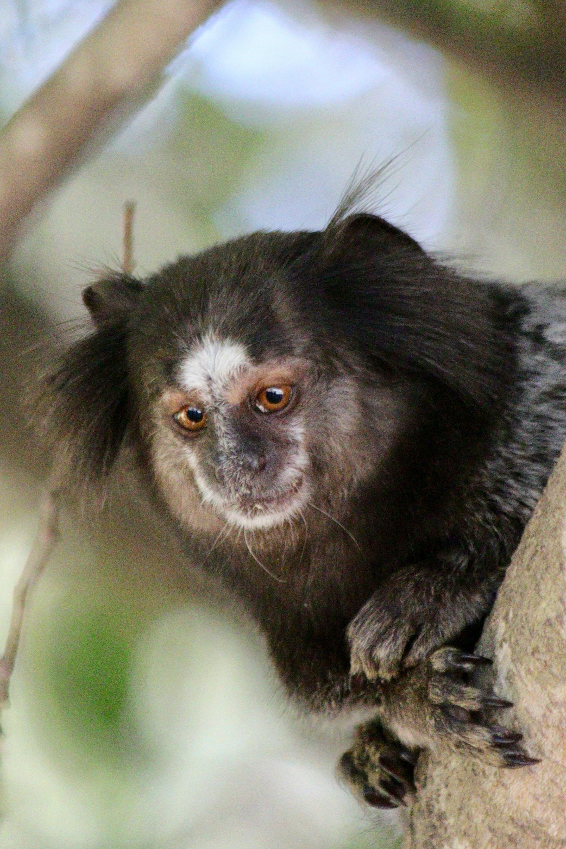 Red-handed tamarin on Brown Tree on Close Up Photography · Free Stock Photo