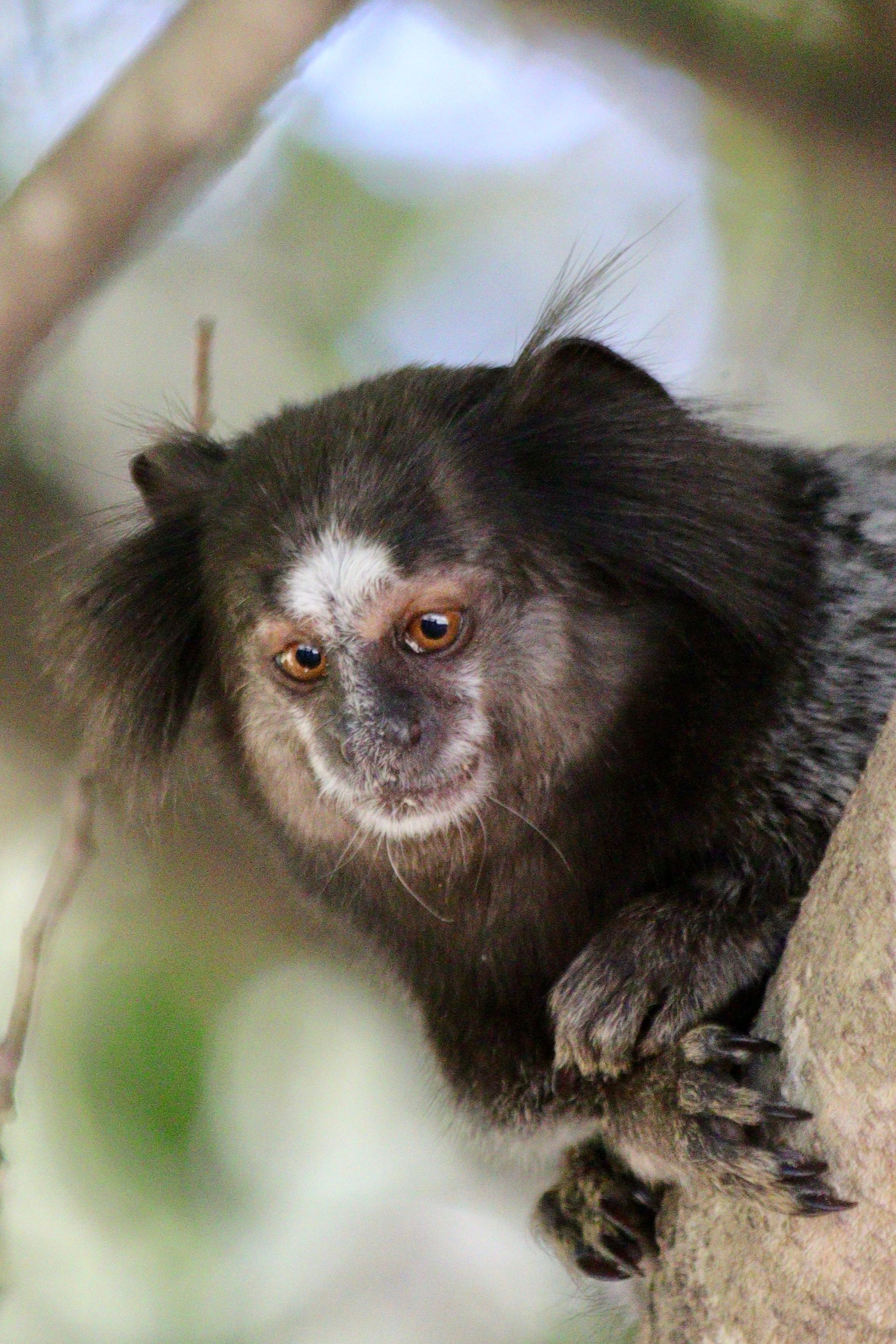 Sagui Comum Em árvore Em Habitat Natural · Foto profissional gratuita