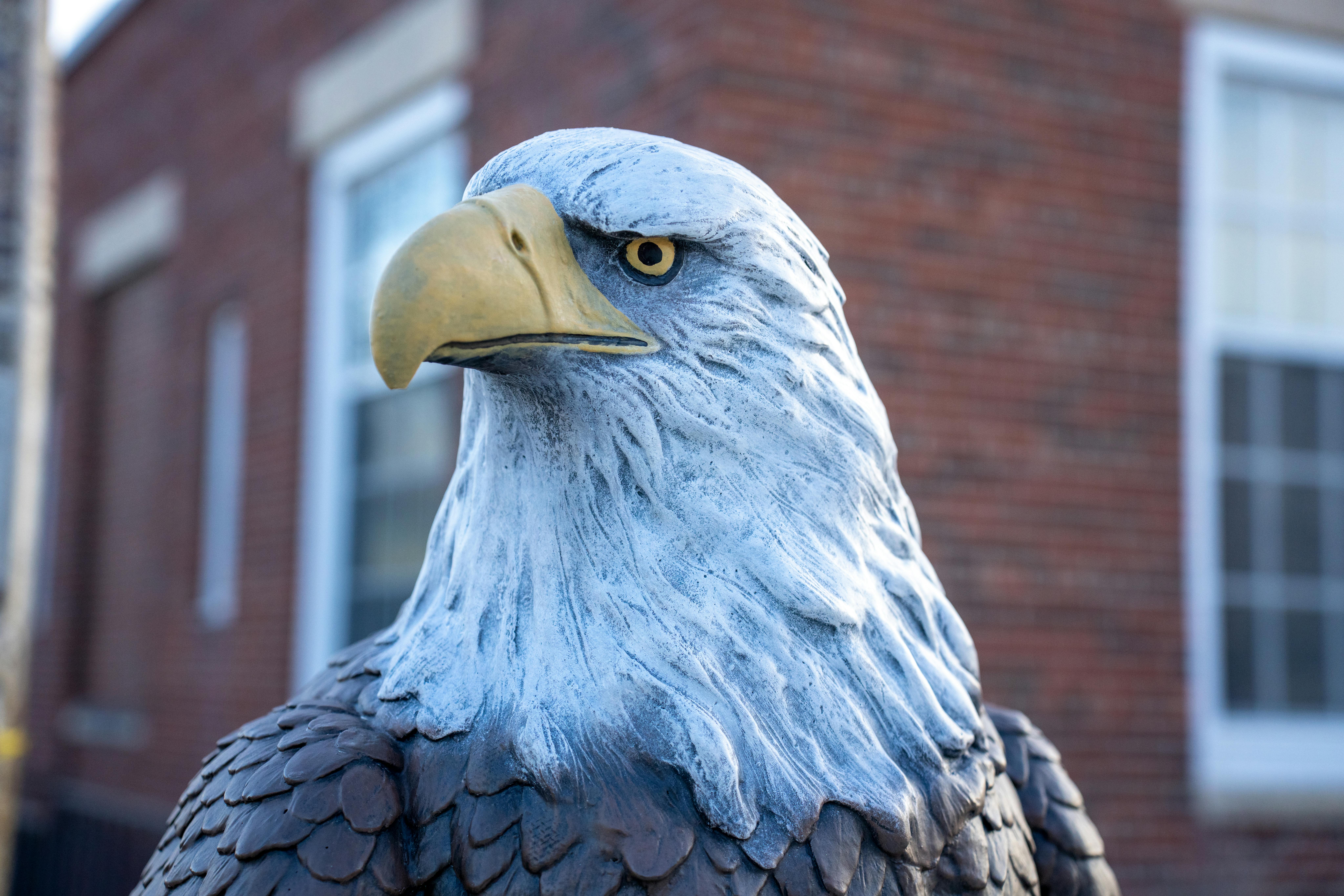 Eagle (Waterfall) Photos, Download The BEST Free Eagle (Waterfall ...