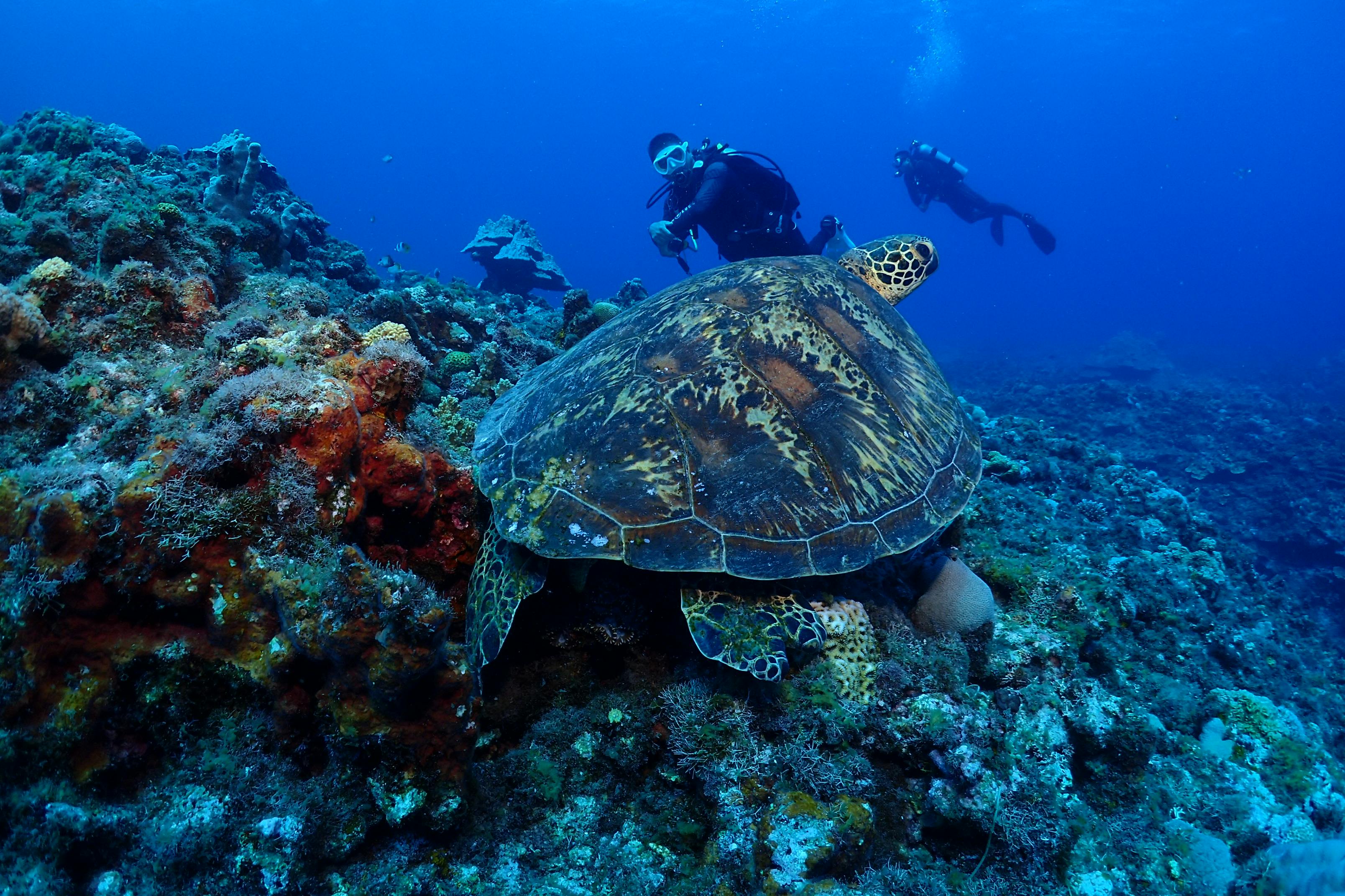 Diving with Sea Turtles in Saipan's Vibrant Reef · Free Stock Photo
