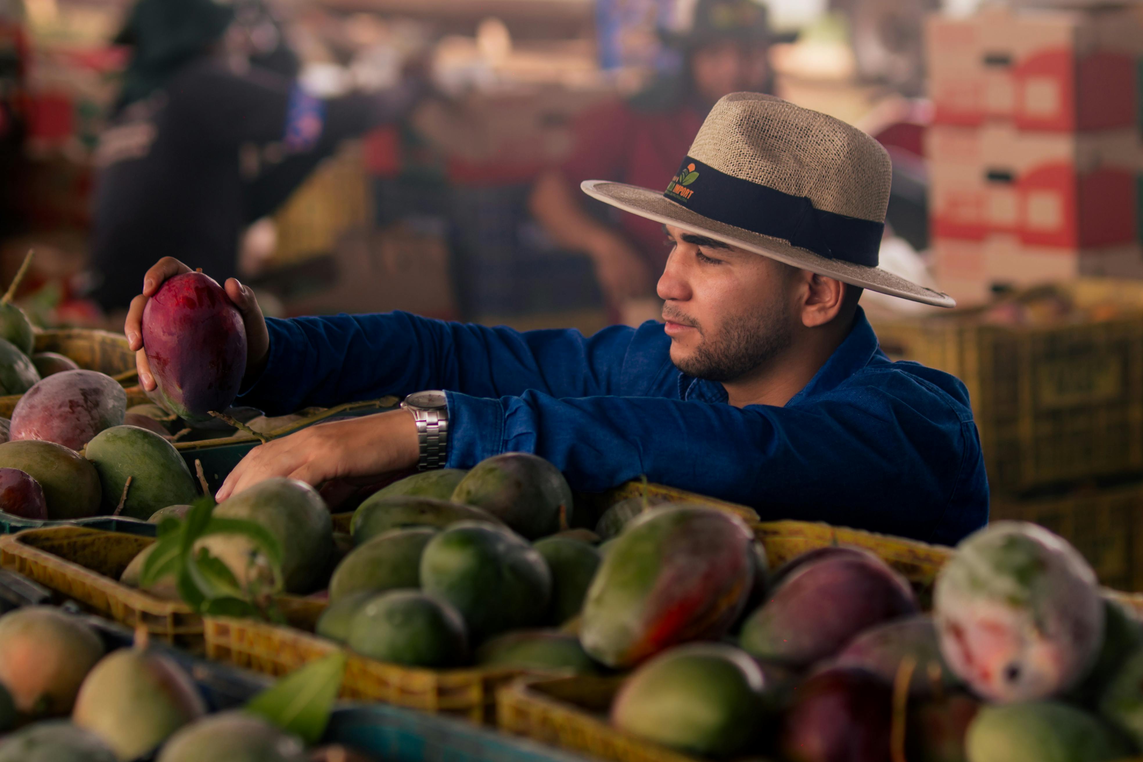 Man selecting ripe mangoes at local market · Free Stock Photo