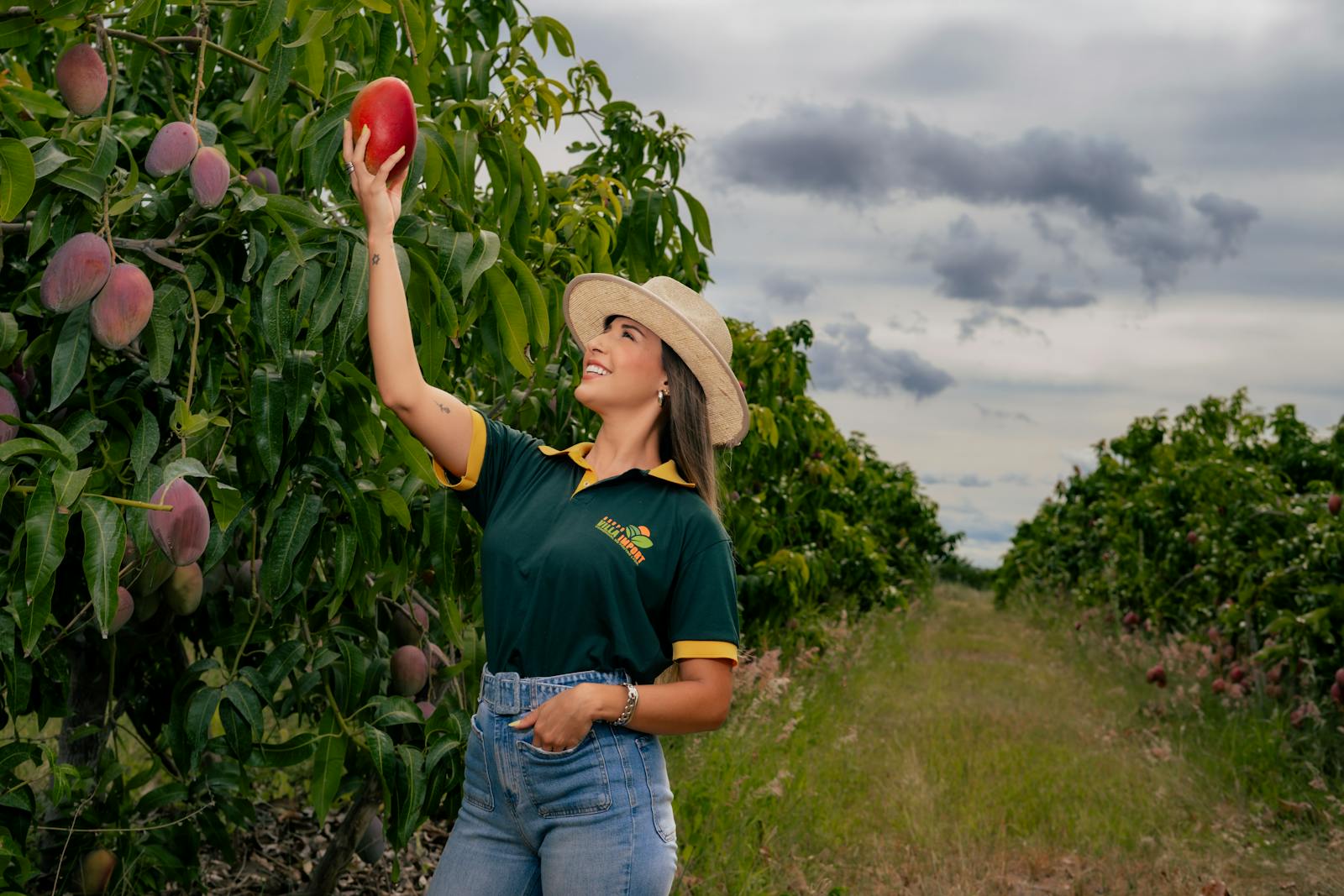 Mango Farm Photos, Download The BEST Free Mango Farm Stock Photos & HD ...