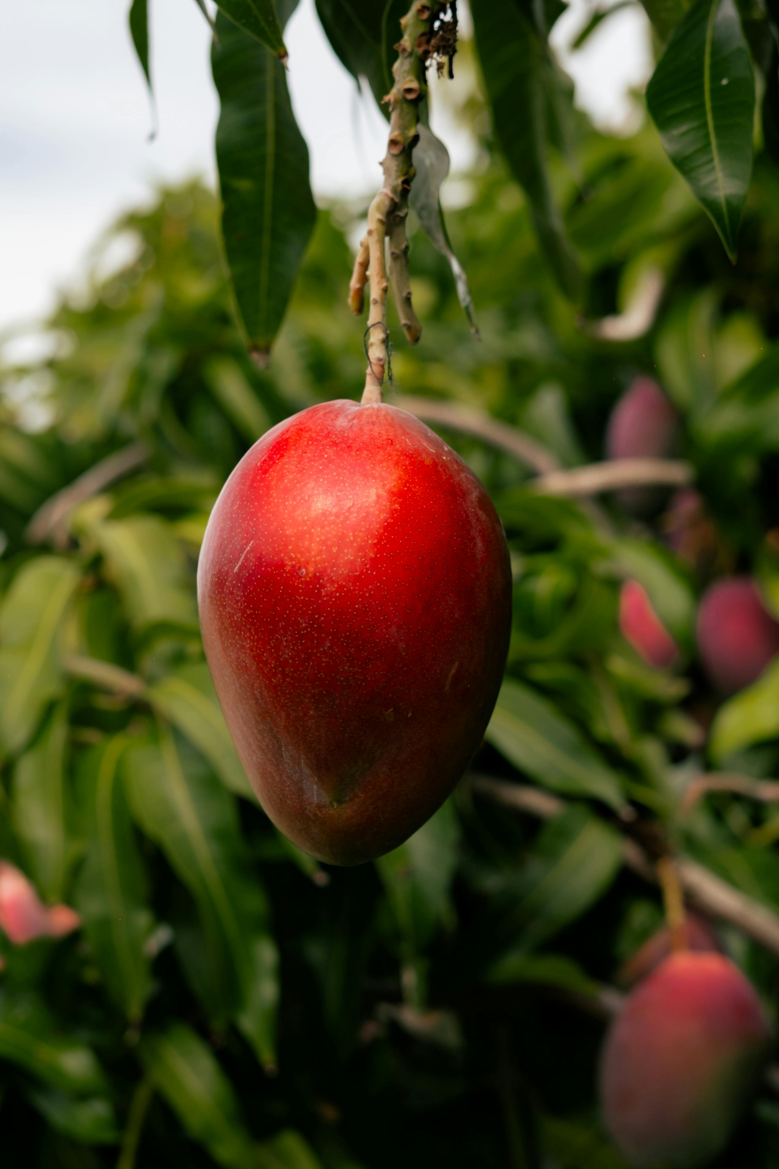 Close-Up of Ripe Mango on Branch in Orchard · Free Stock Photo