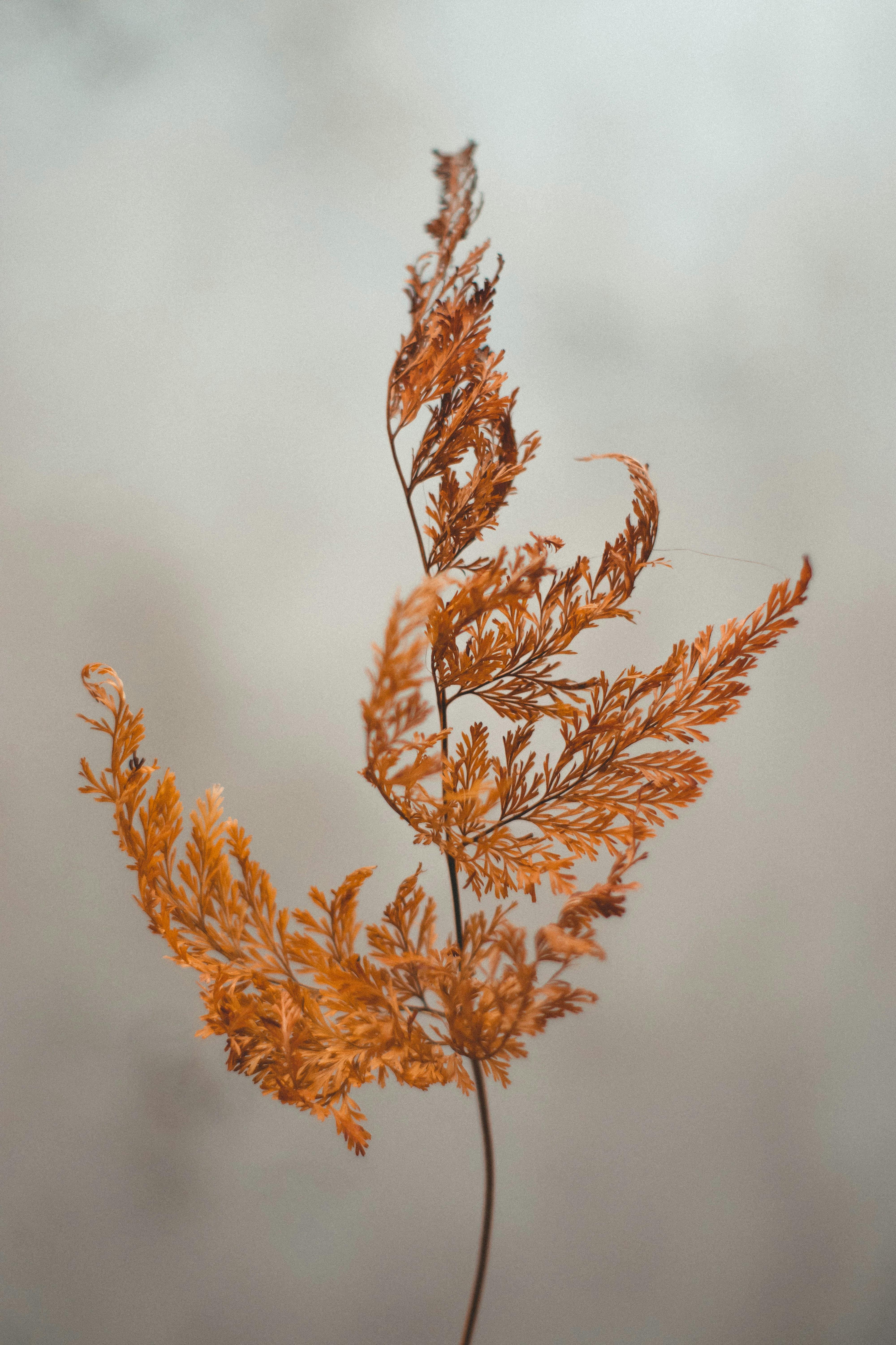 Brown Leaves · Free Stock Photo