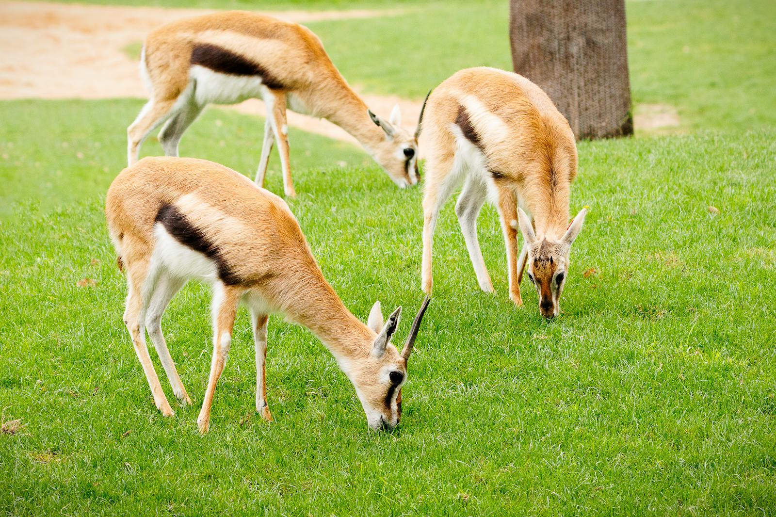 African Springbok Photos, Download The BEST Free African Springbok ...