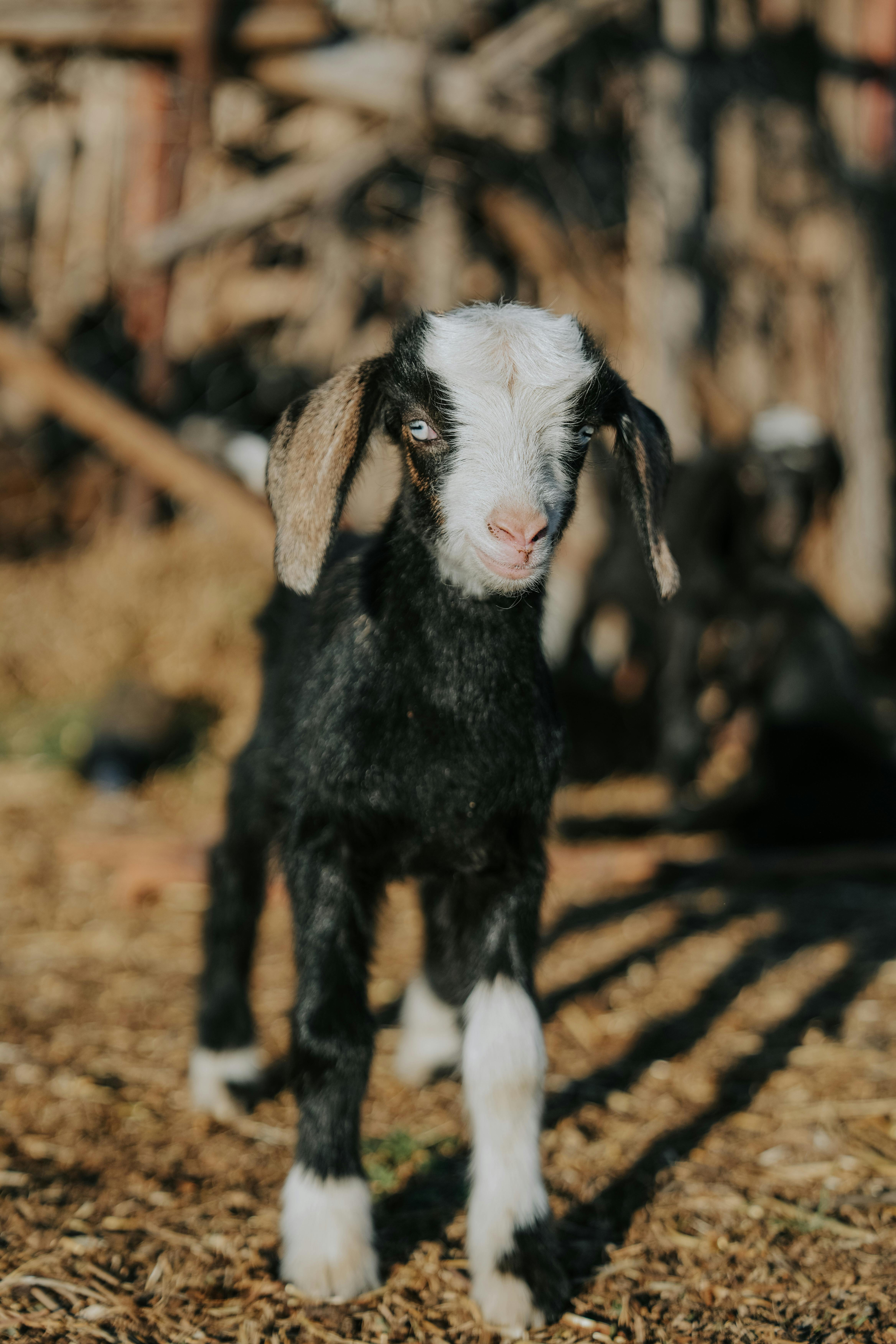 Adorable Young Goat in a Rustic Barnyard Setting · Free Stock Photo