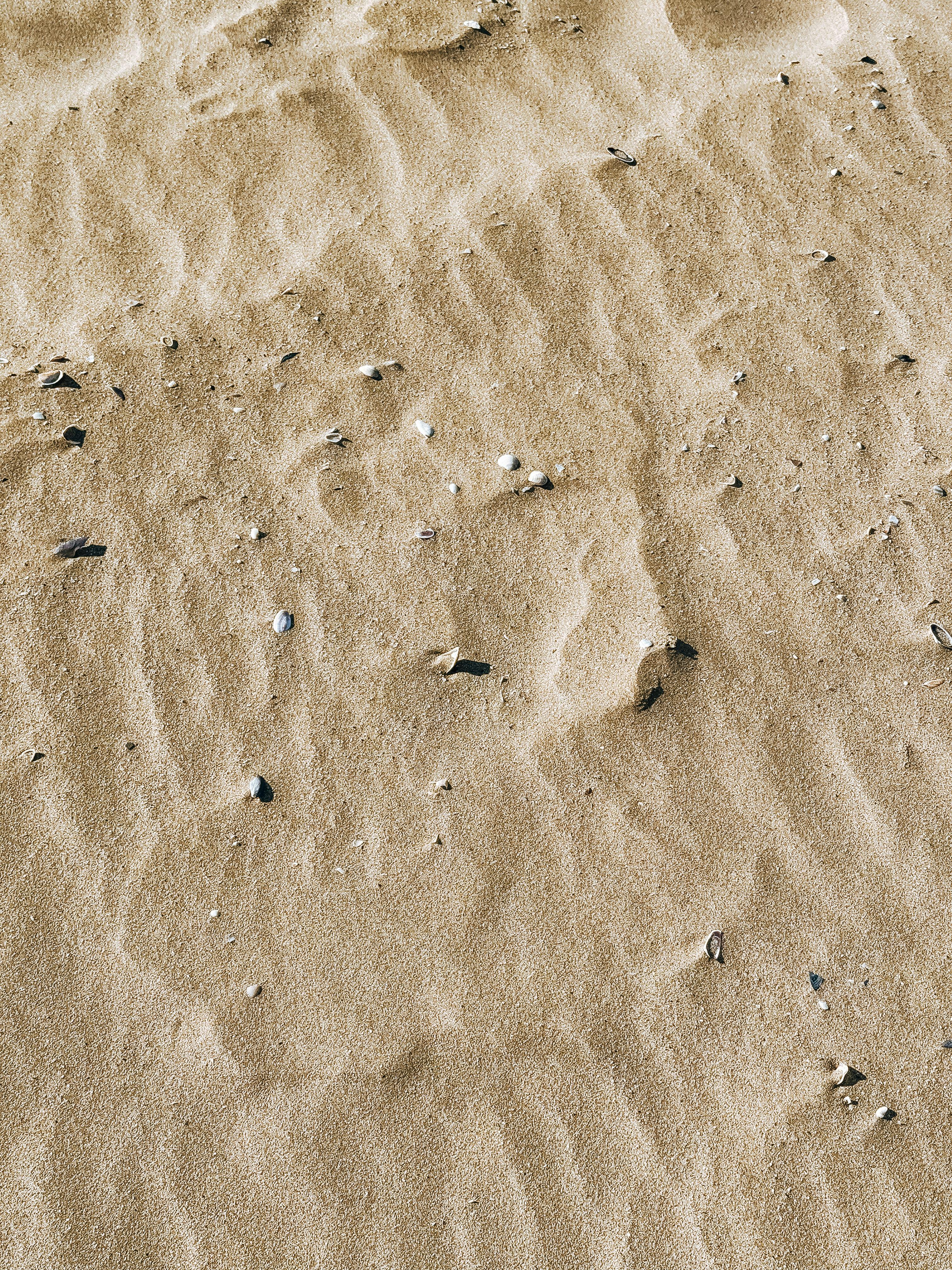 Sea With Seashells Photos, Download The BEST Free Sea With Seashells ...