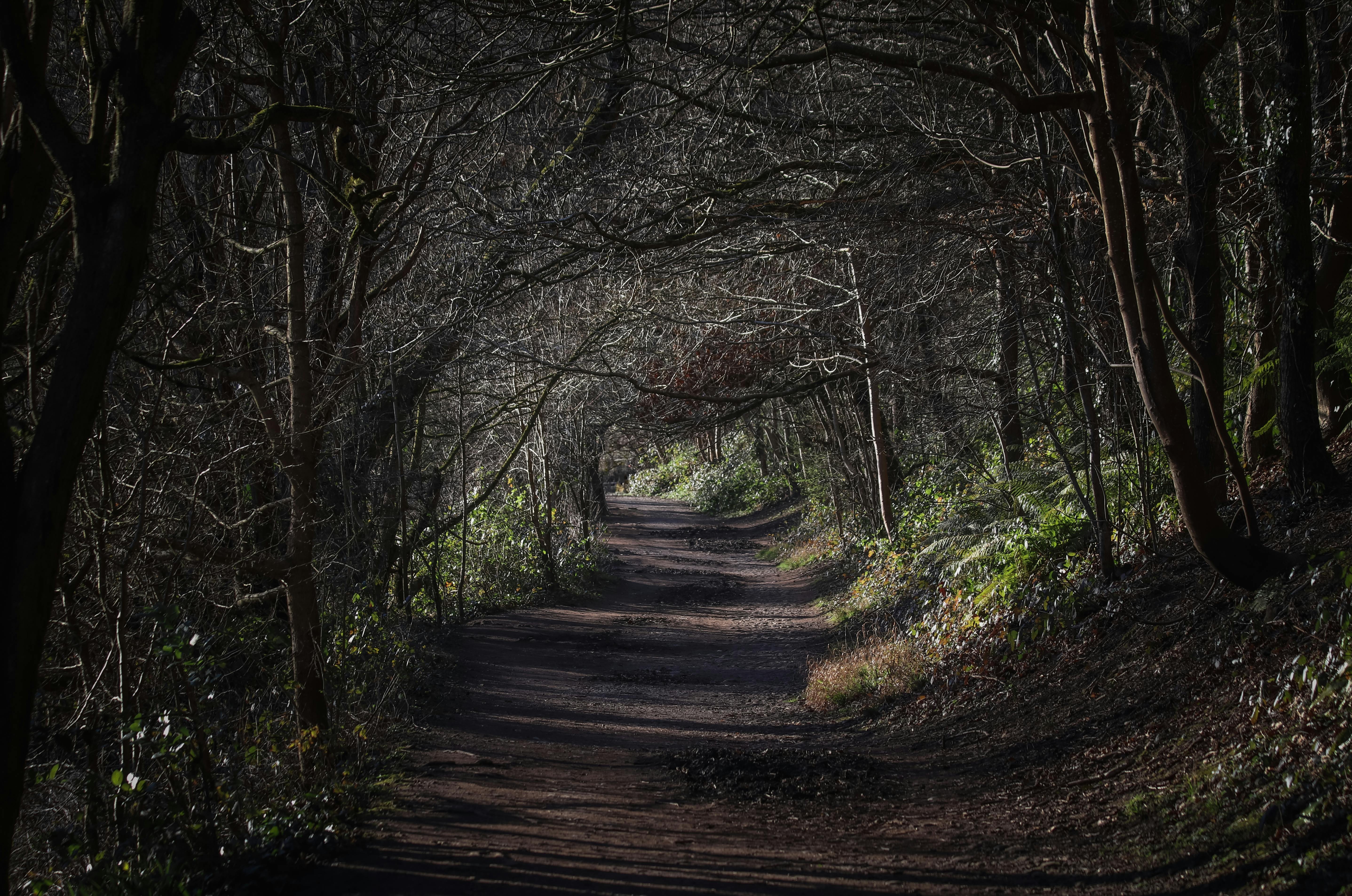 Overarching Trees Photos, Download The BEST Free Overarching Trees ...