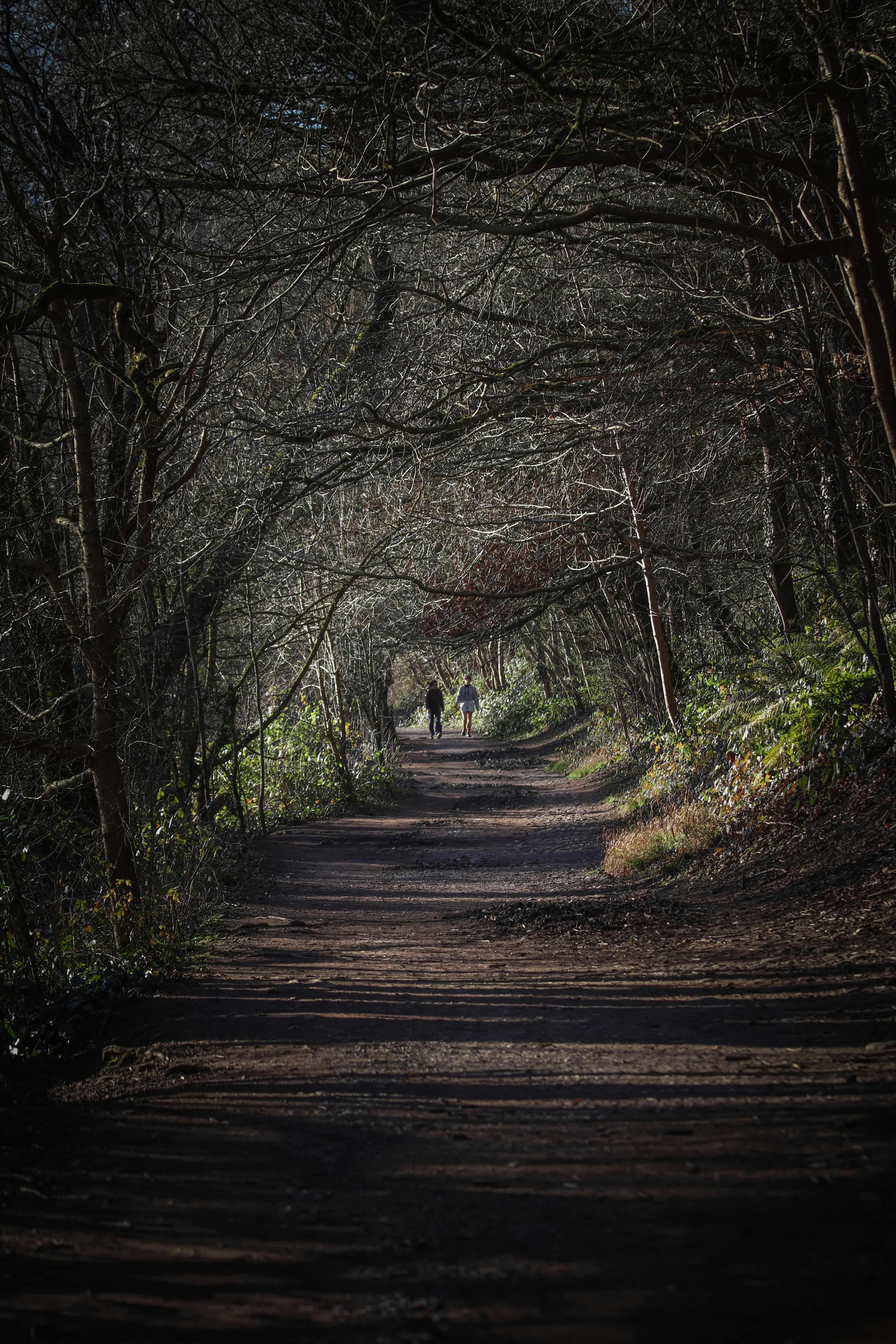 Tranquil Walk in a Serene Forest Pathway · Free Stock Photo