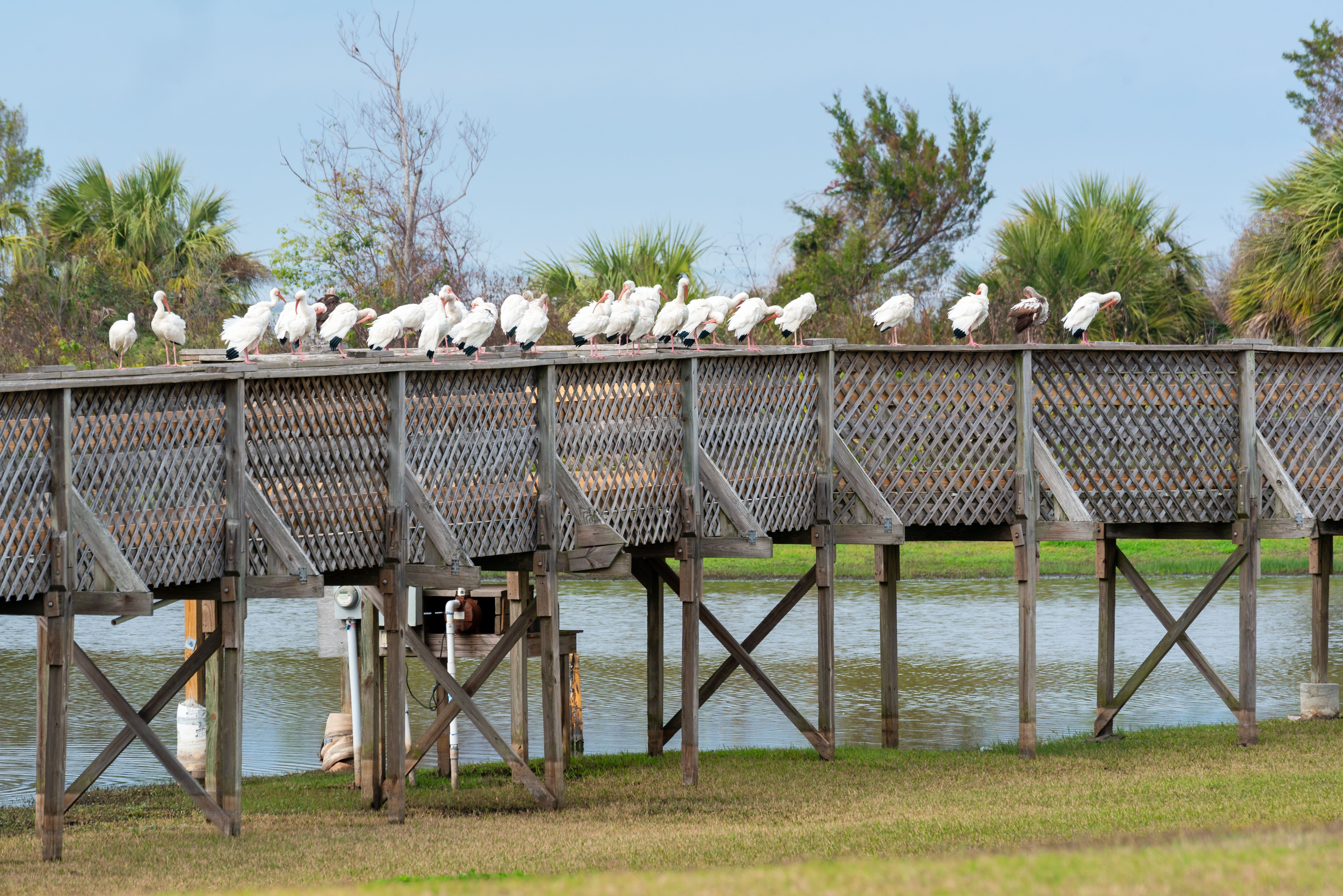 White Ibis Birds on Wooden Pier at Tybee Island · Free Stock Photo