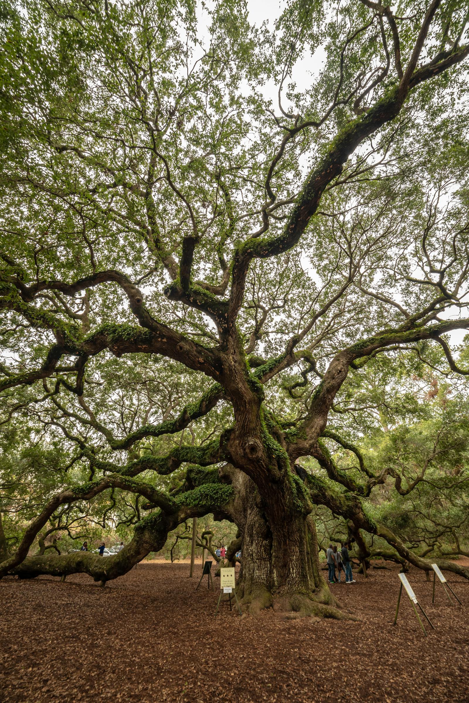 Oak Tree Photos, Download The BEST Free Oak Tree Stock Photos & HD Images