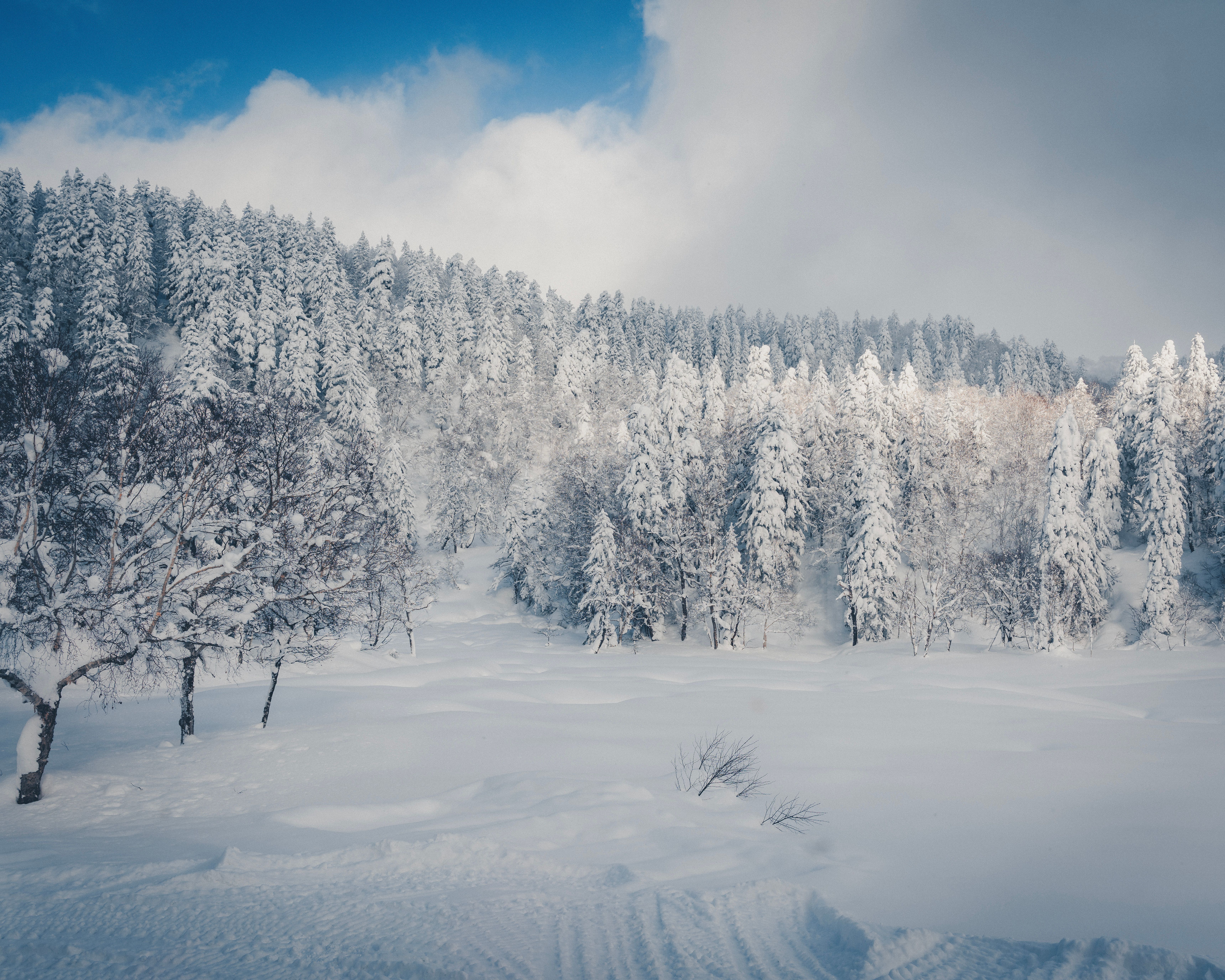 Snow-Covered Winter Forest Landscape · Free Stock Photo
