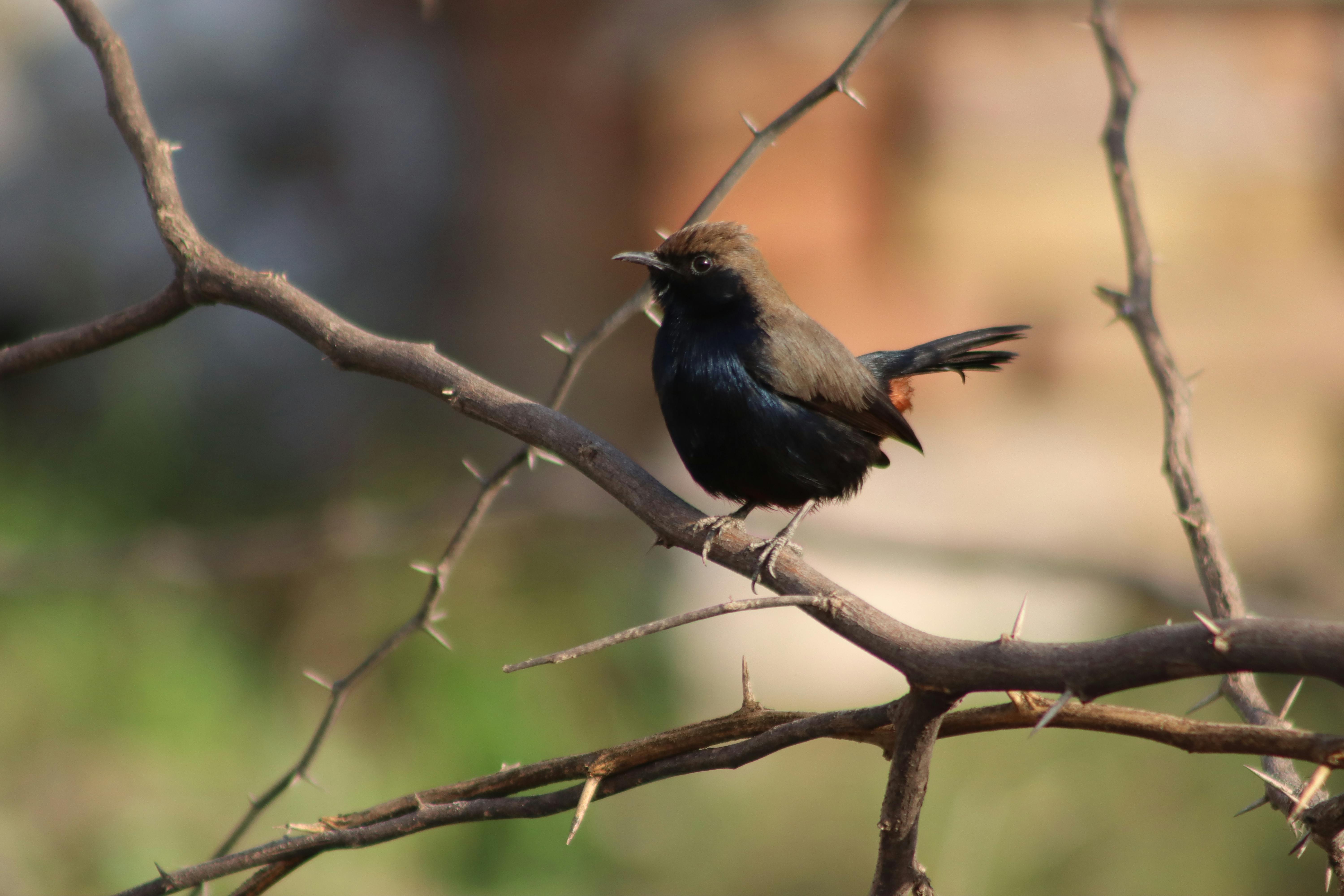 Adaptation Increible Photos, Download The BEST Free Adaptation ...